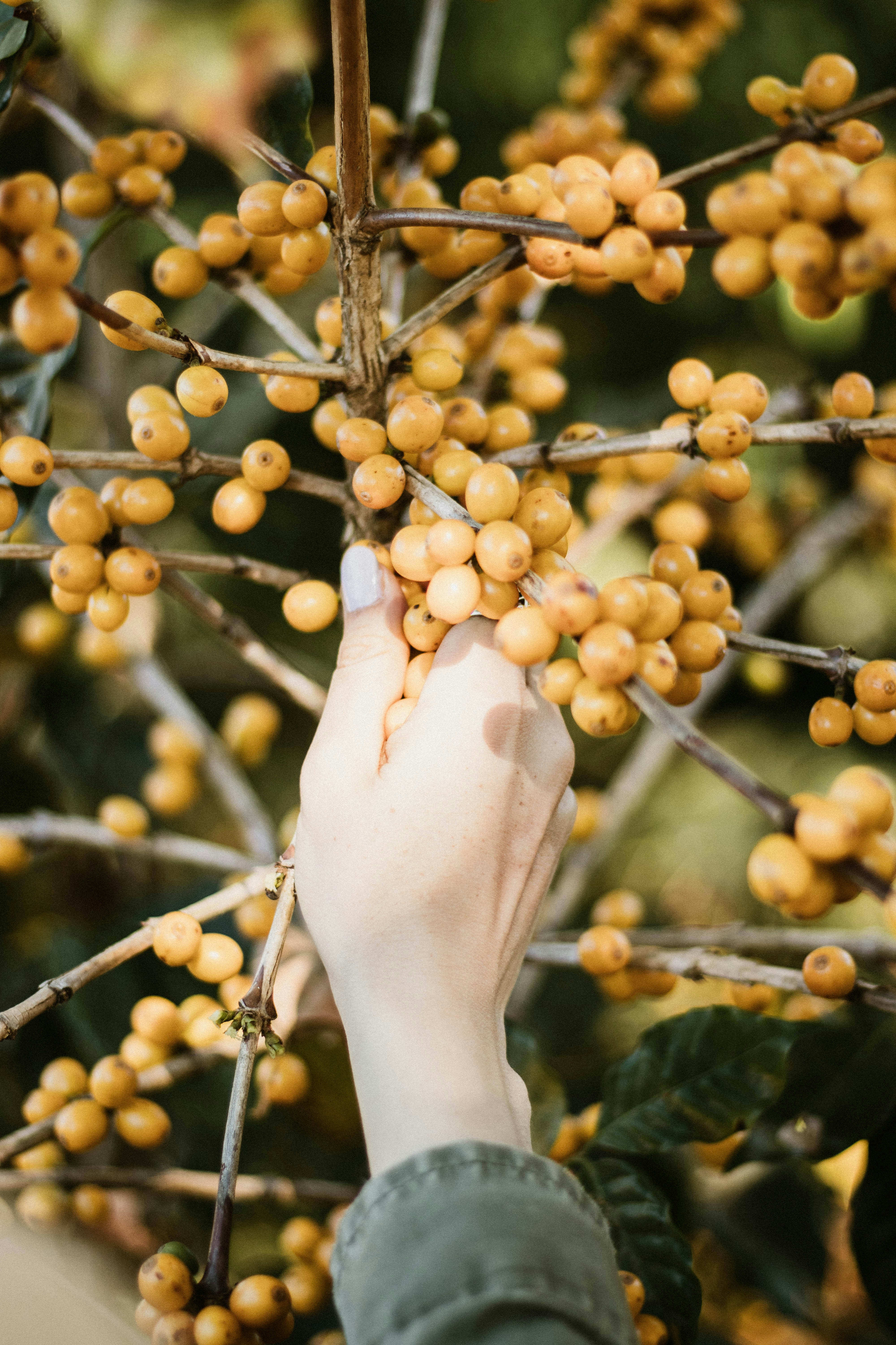 Hands Gather Sea of Gold: Picking Bright Berries Among Branches