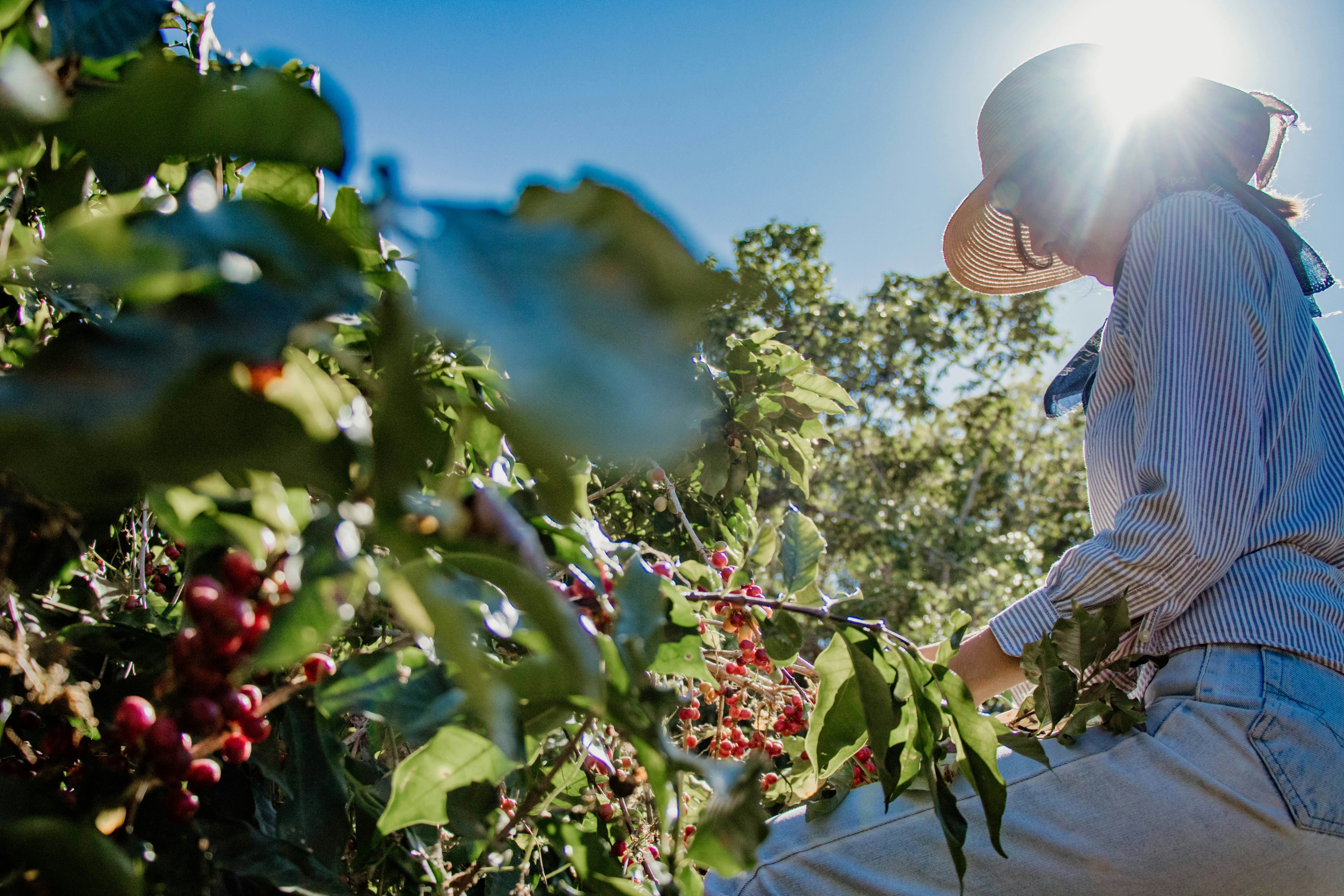 Sunlit Harvest: A Gardener Reaches for Red Berries Under the Blooming Canopy