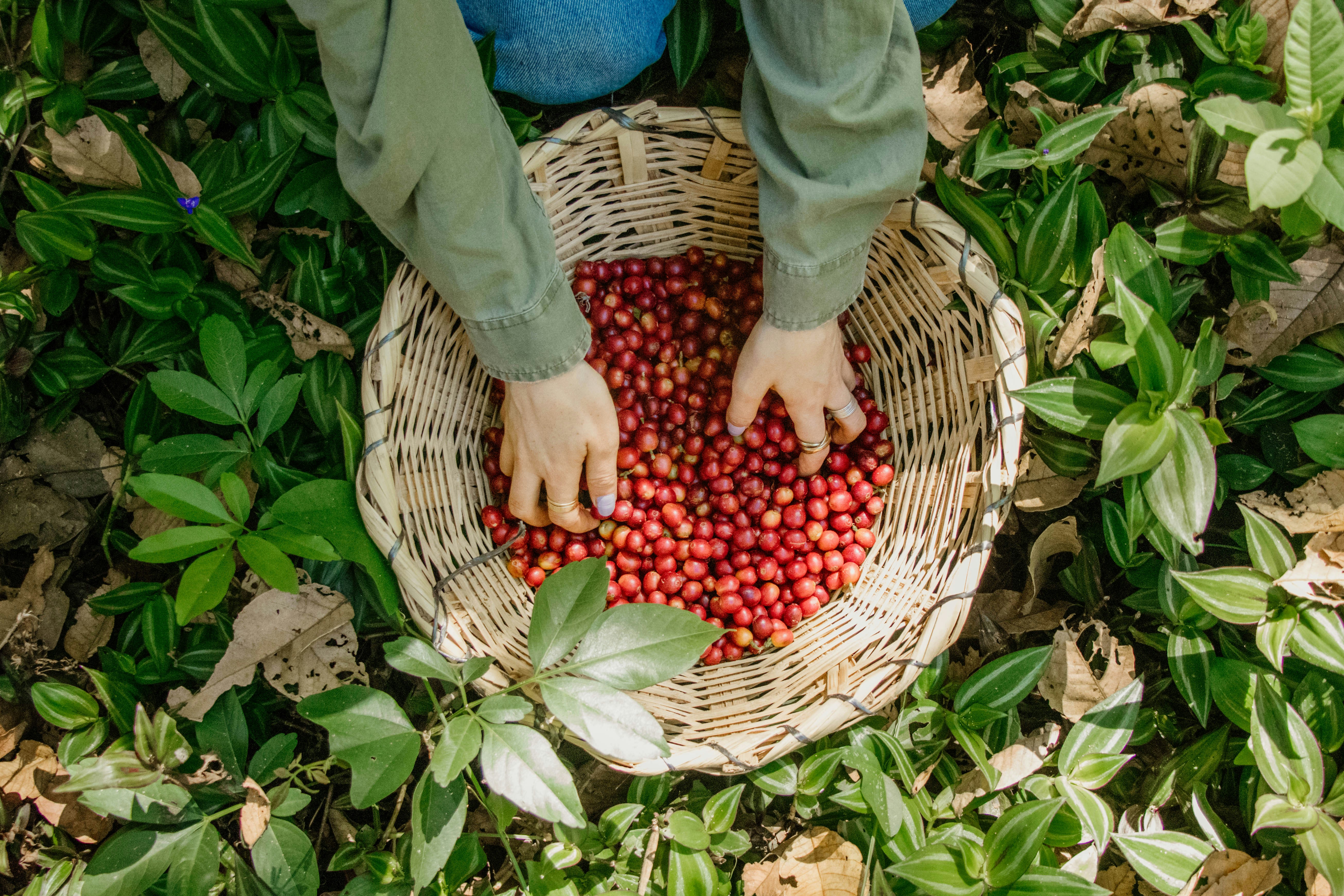 Harvest Hands: A Basket of Red Berries Resting Amid Green Foliage