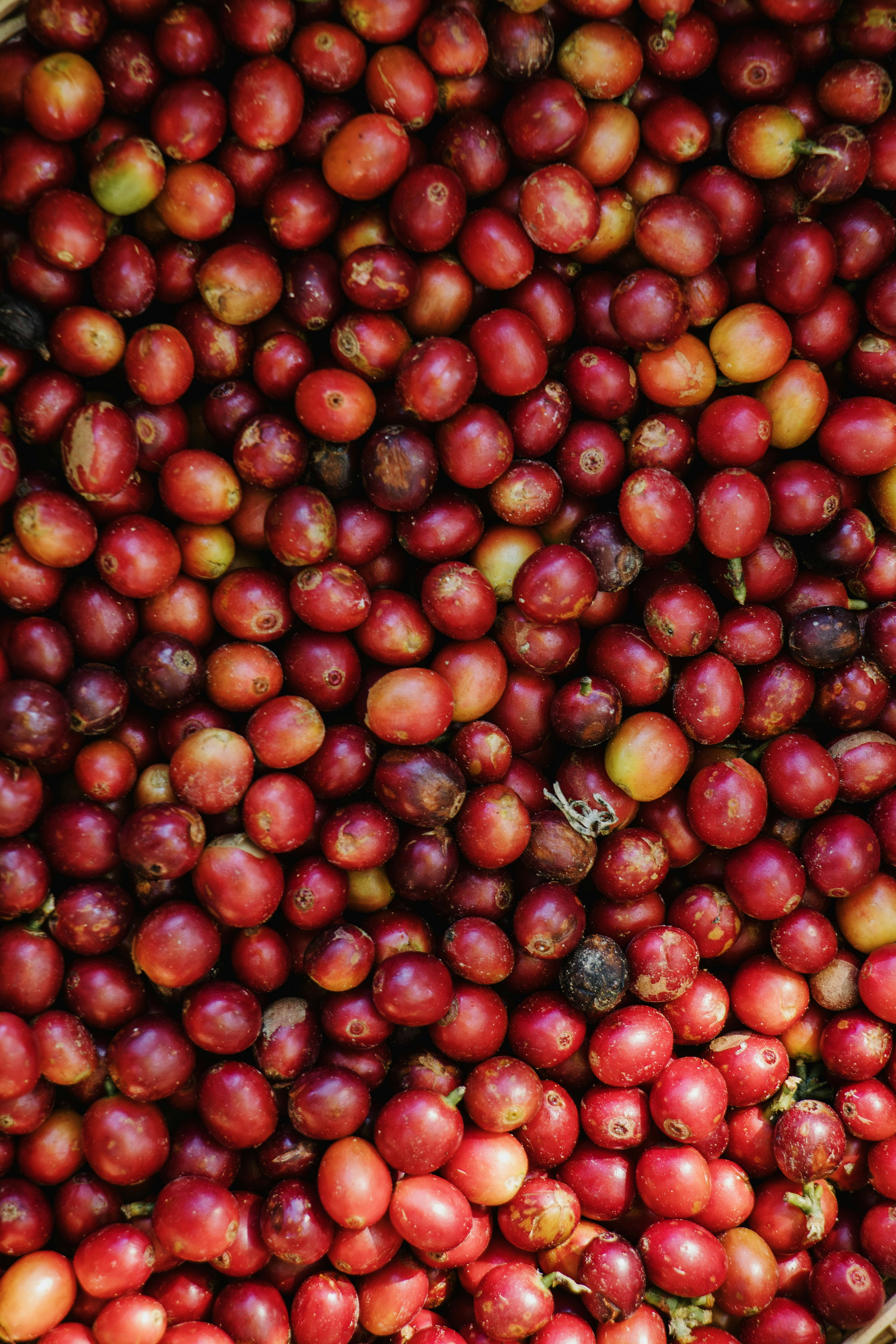 Crimson Harvest: A Dense Field of Red Berries