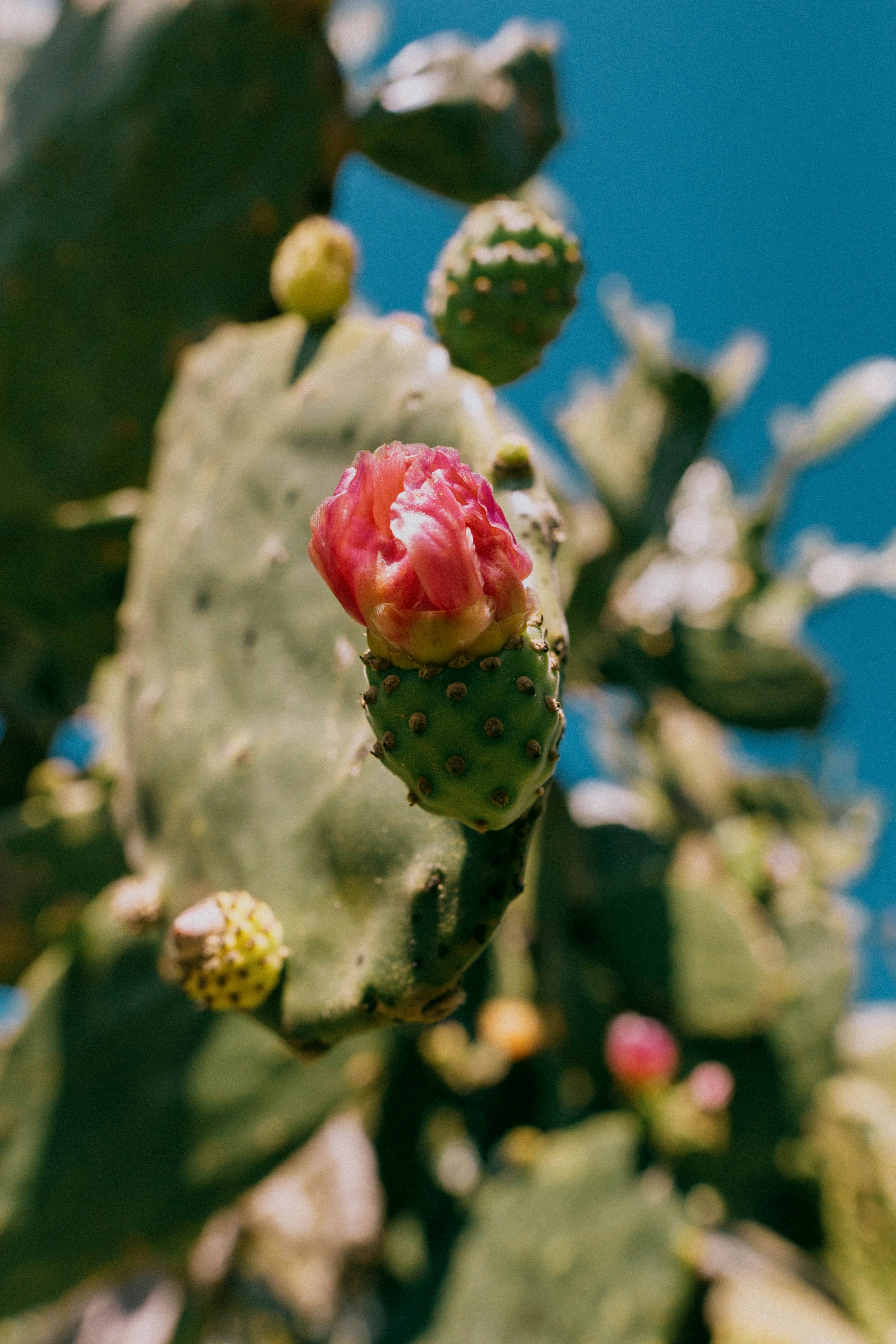 A pink prickly pear cactus flower blooming on a green pad against blue sky