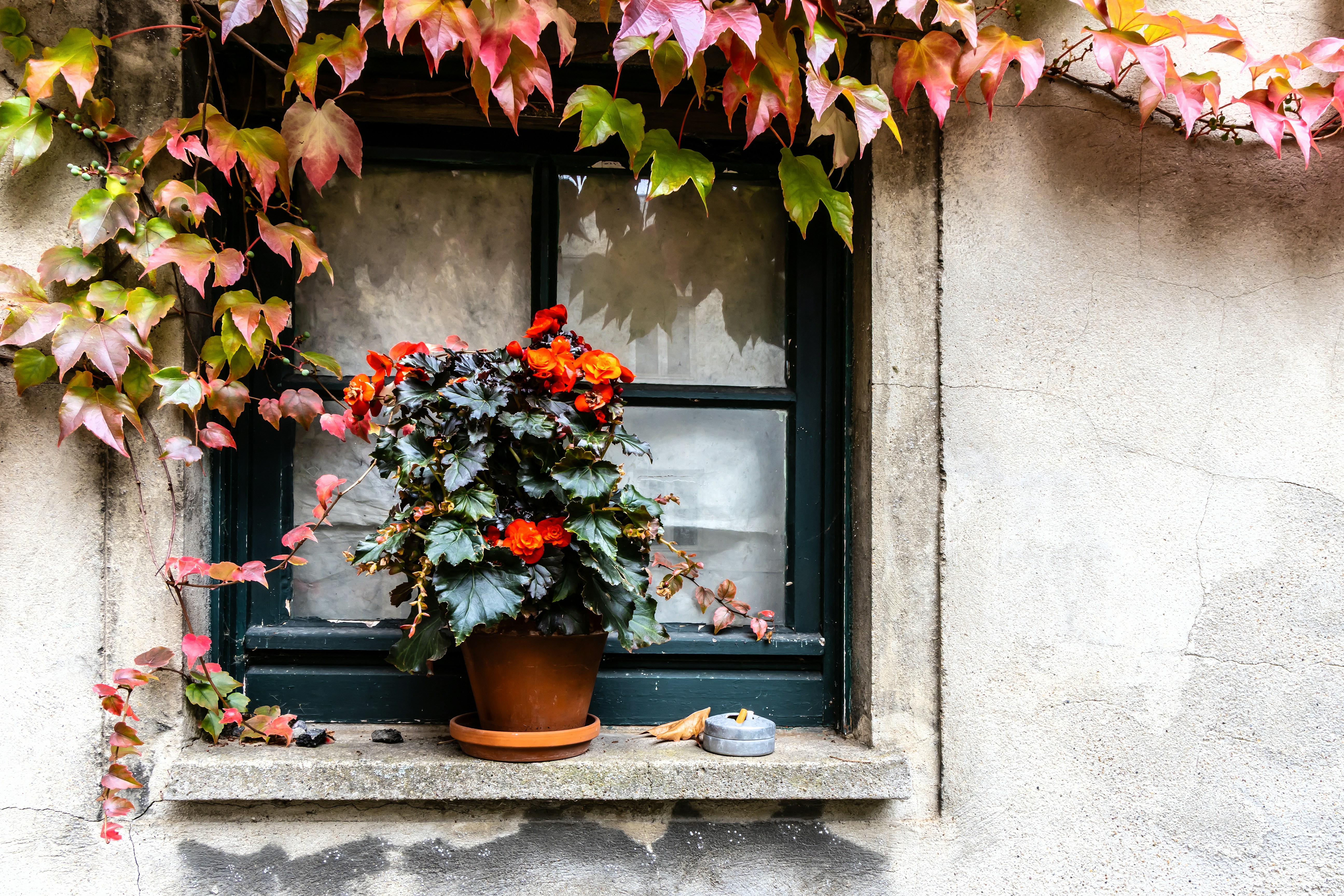 Windowbox Autumn — Red Begonias and Vines on a Weathered Wall