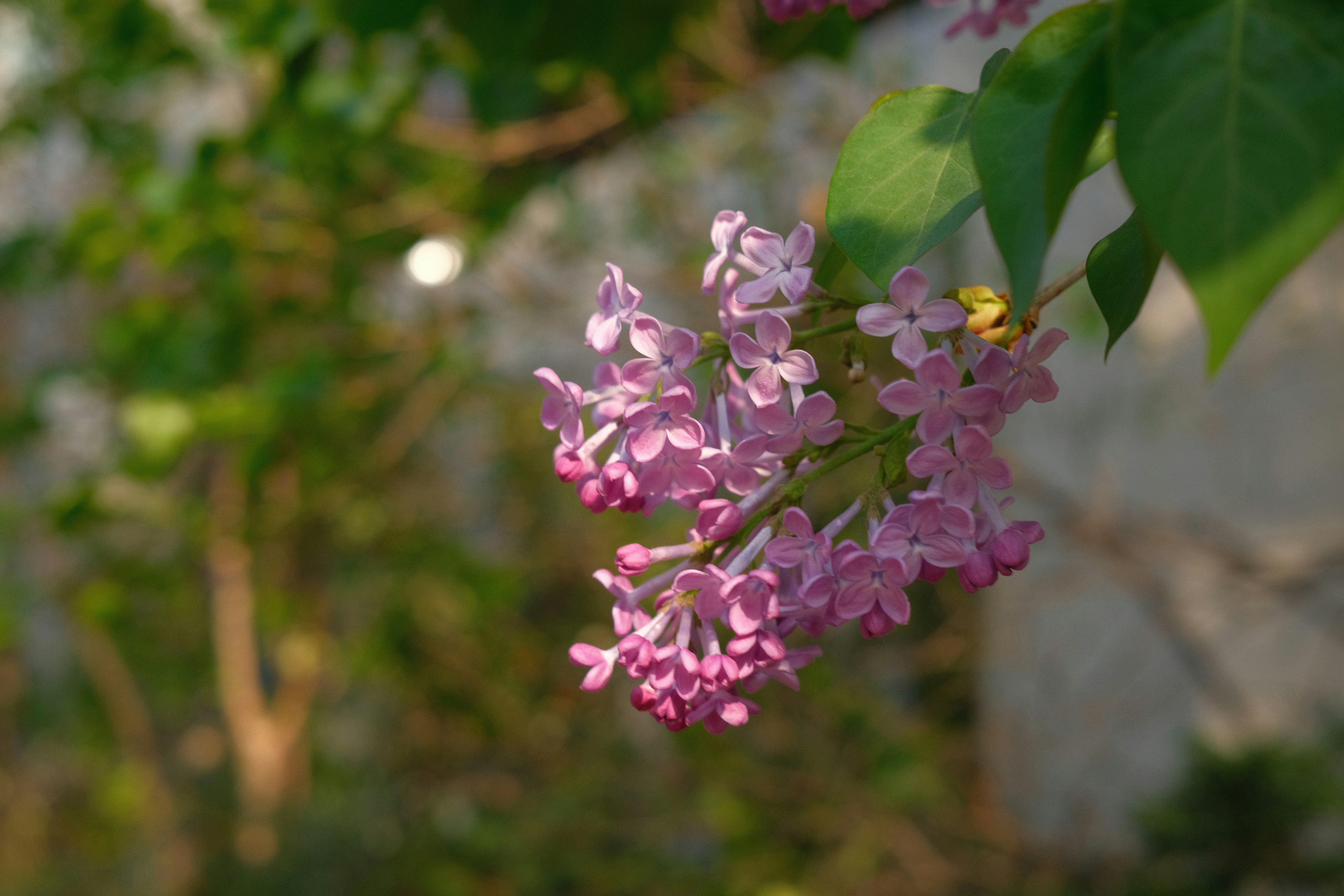 Lilac Cascade in Soft Focus