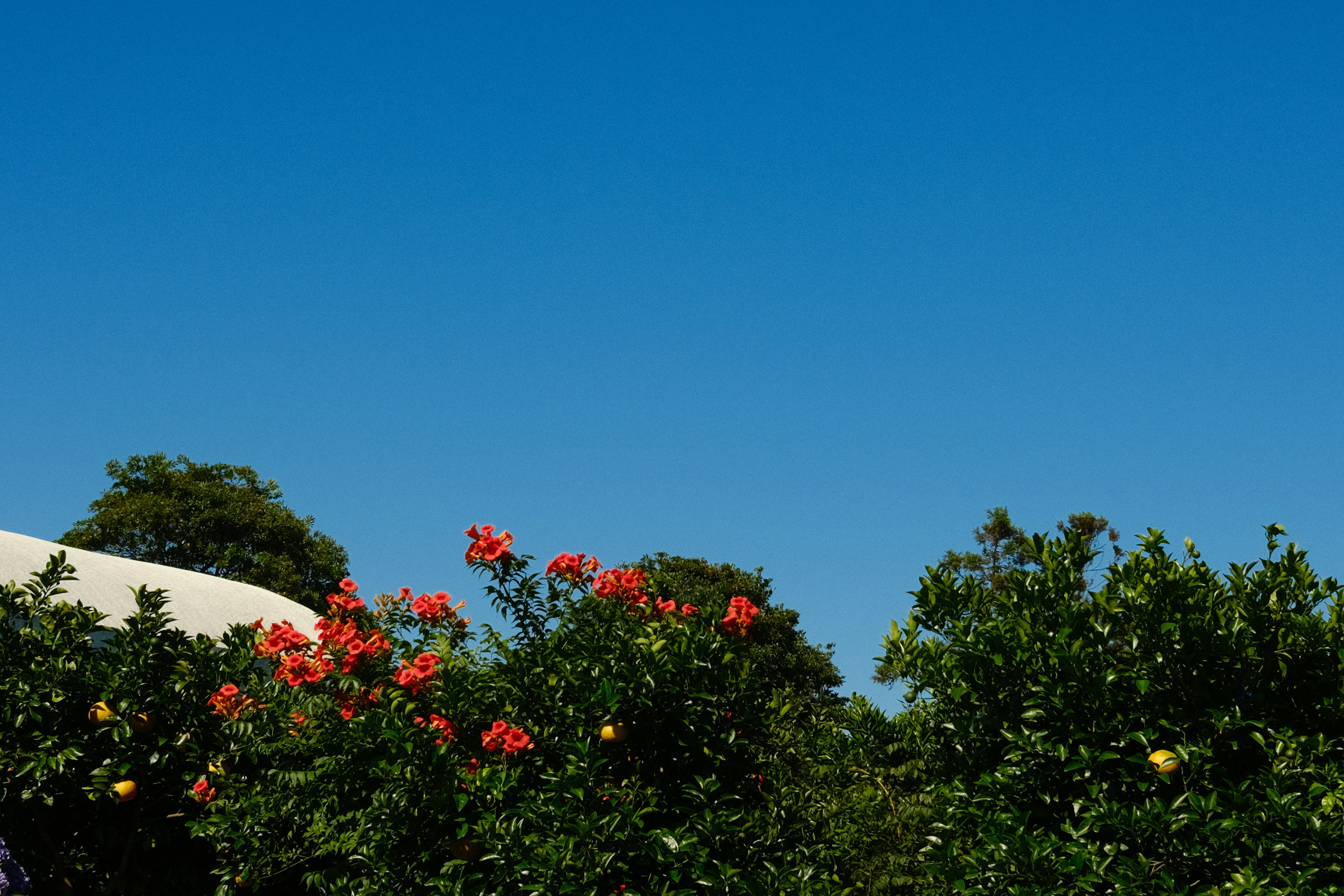 Sunlit Citrus Orchard Under a Clear Summer Sky