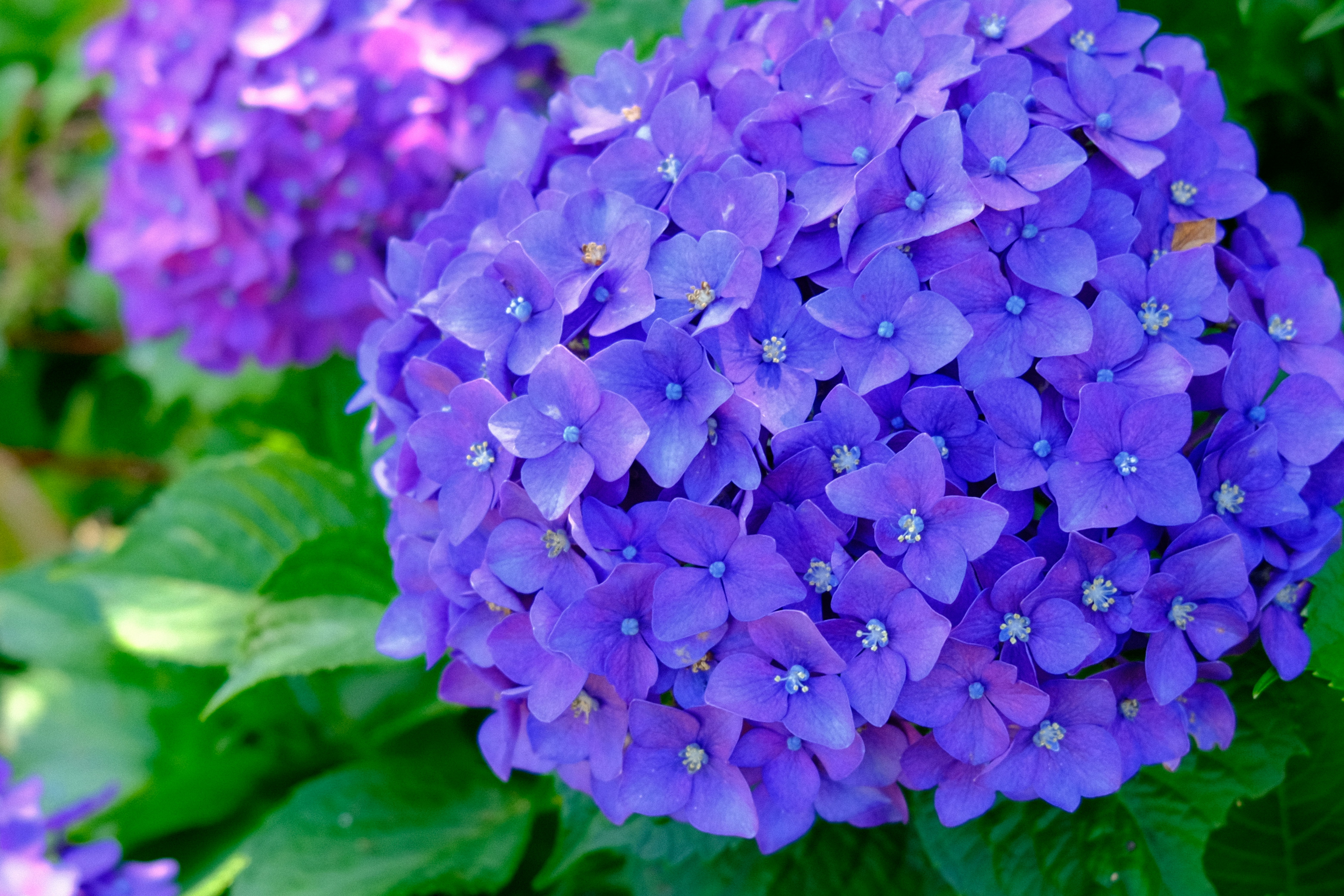 Purple Hydrangea Bloom close-up: velvet petals in a lush green frame