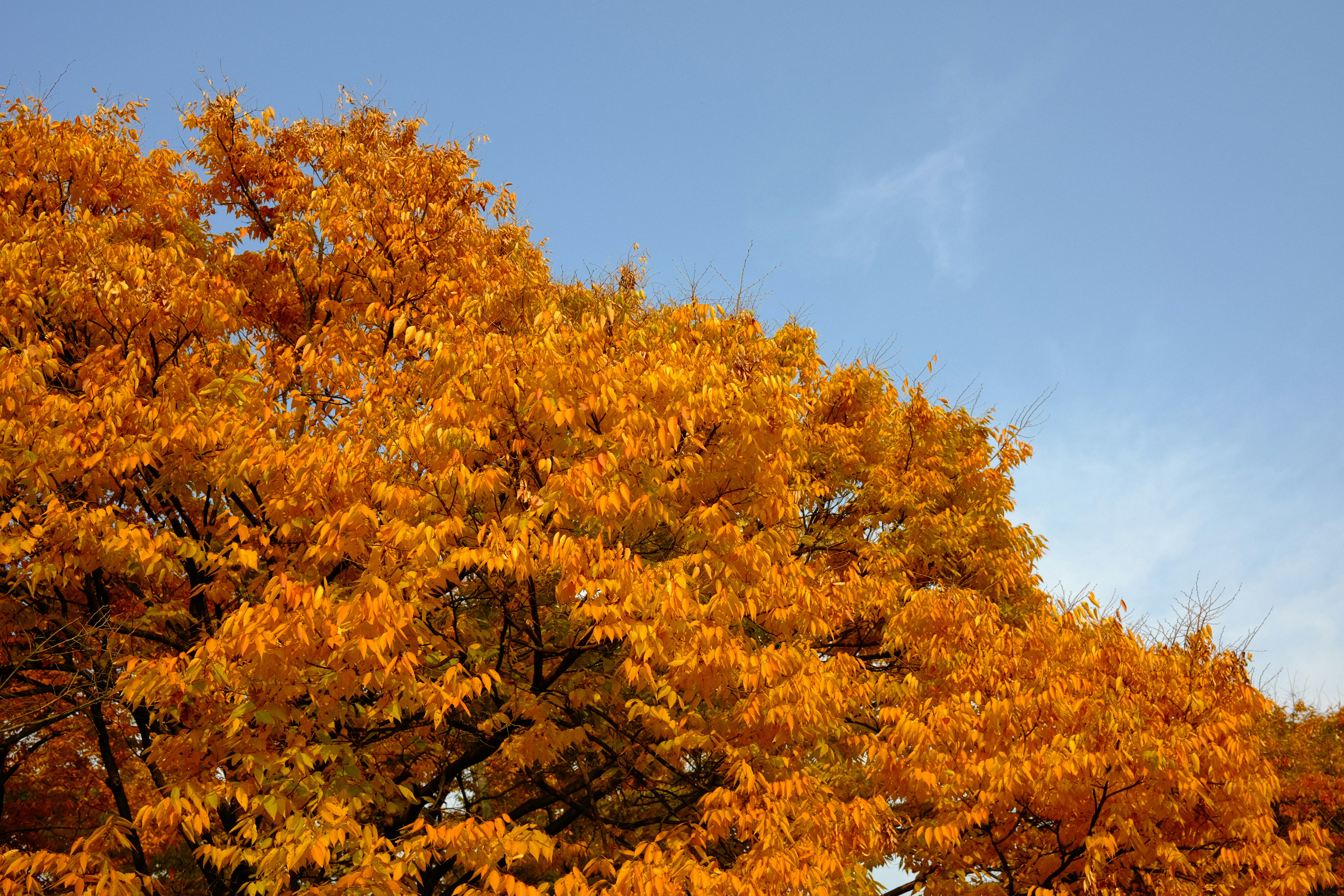 Autumn Crown: Golden Maple Canopy Against a Clear Sky