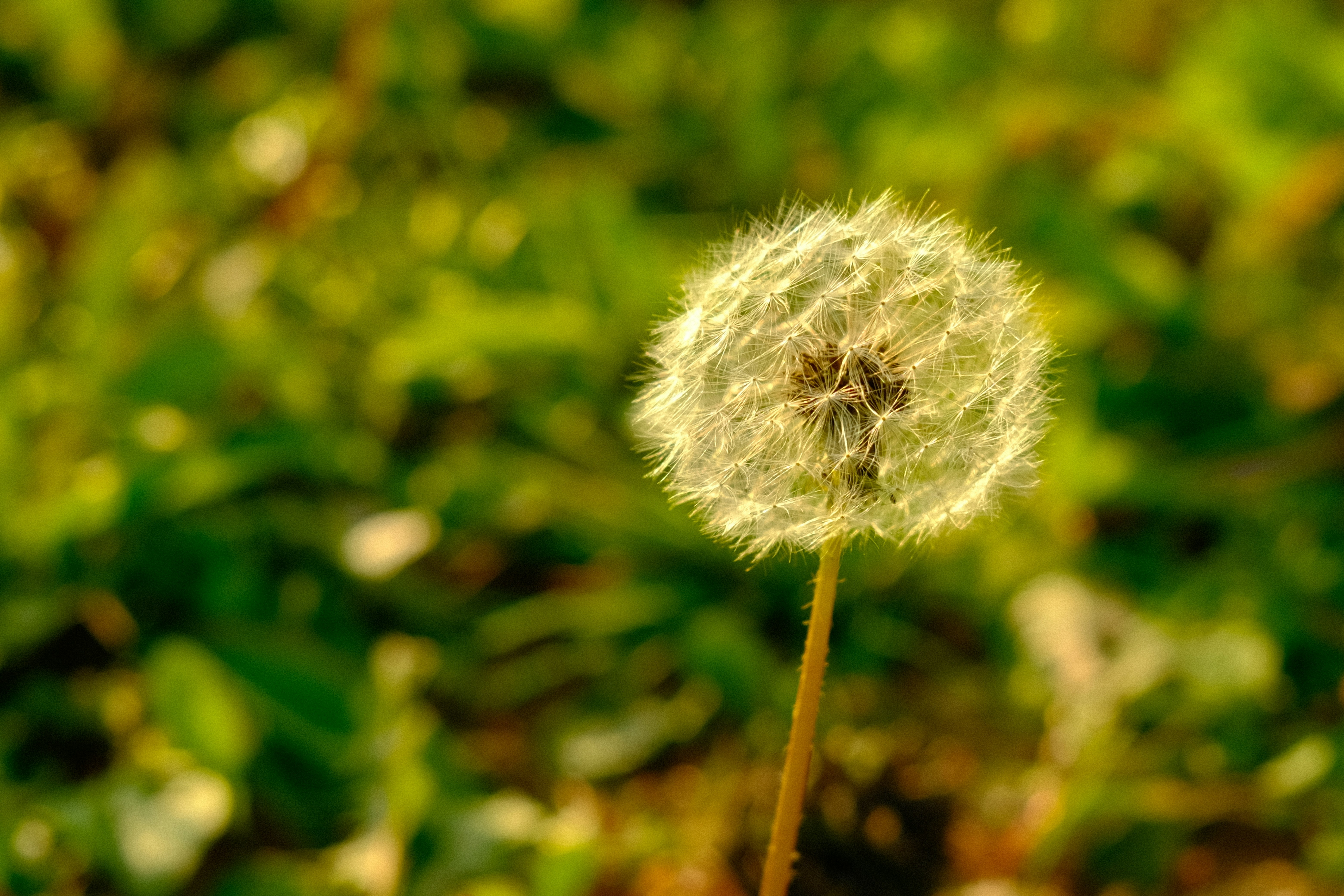 Tender Dandelion at the Edge of Summer
