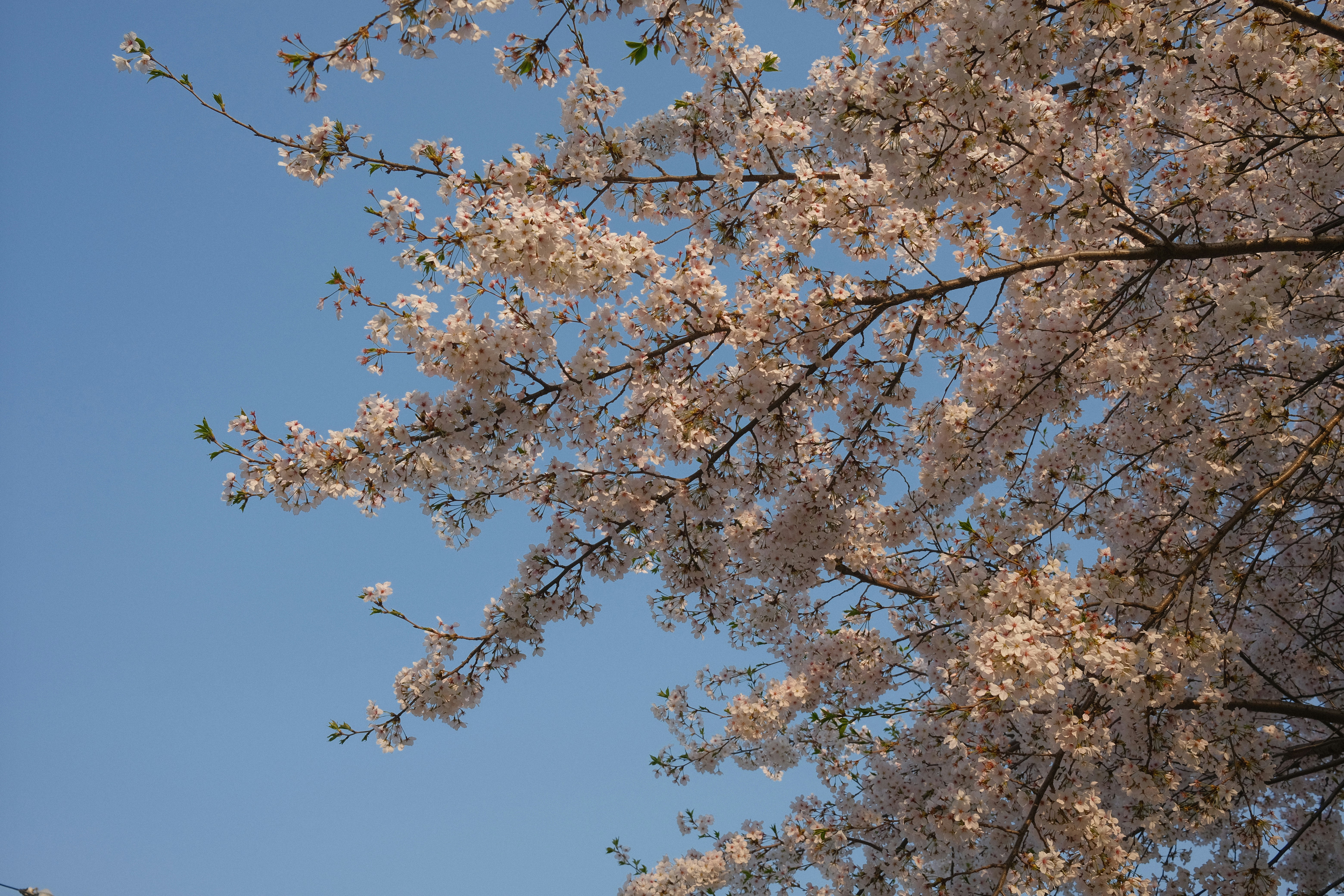 Cherry Blossom Canopy Against a Clear Spring Sky
