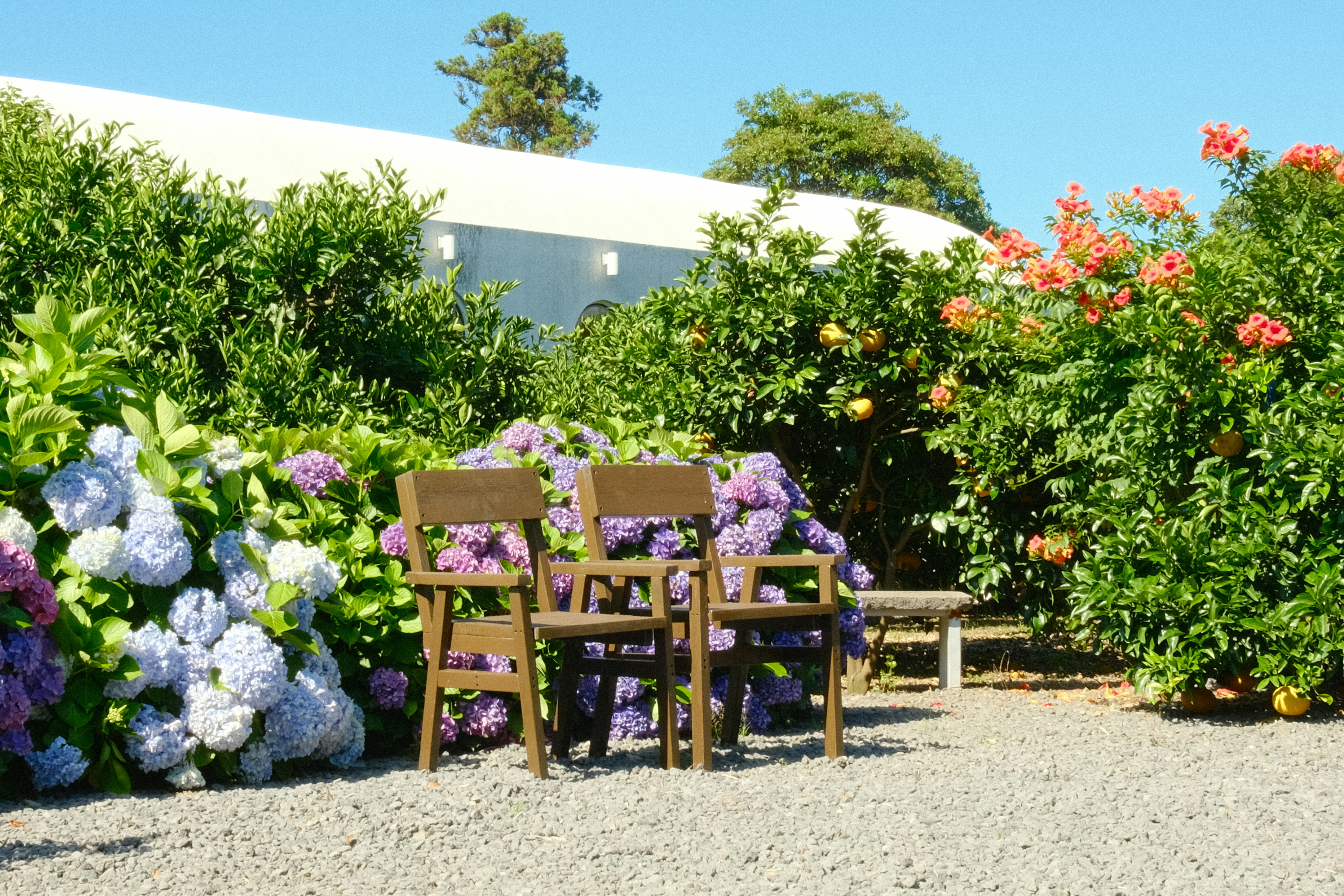 Floral Chairs in a Sunlit Hydrangea Alcove