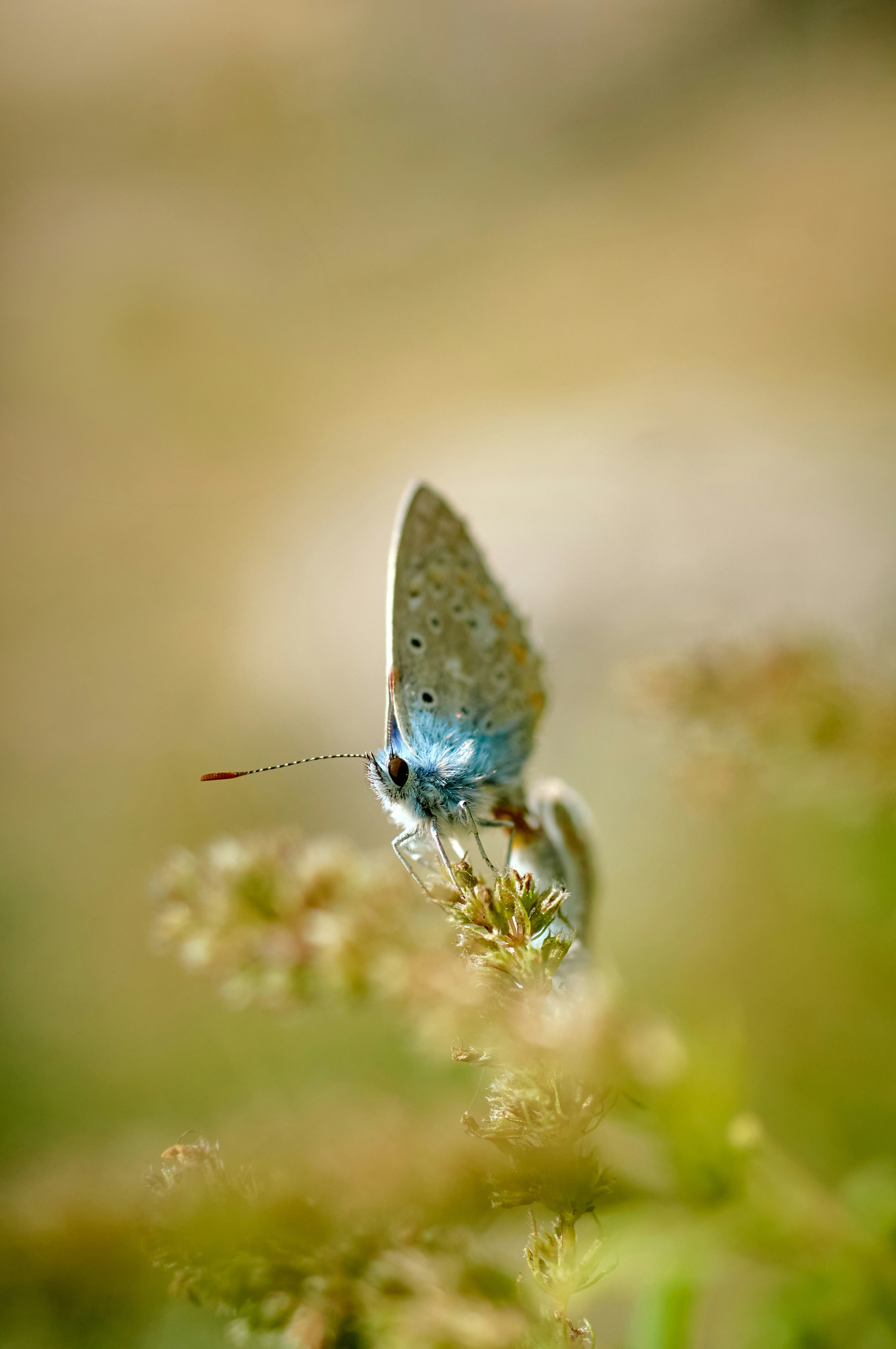 Azure-dusted butterfly on a sunlit wildflower