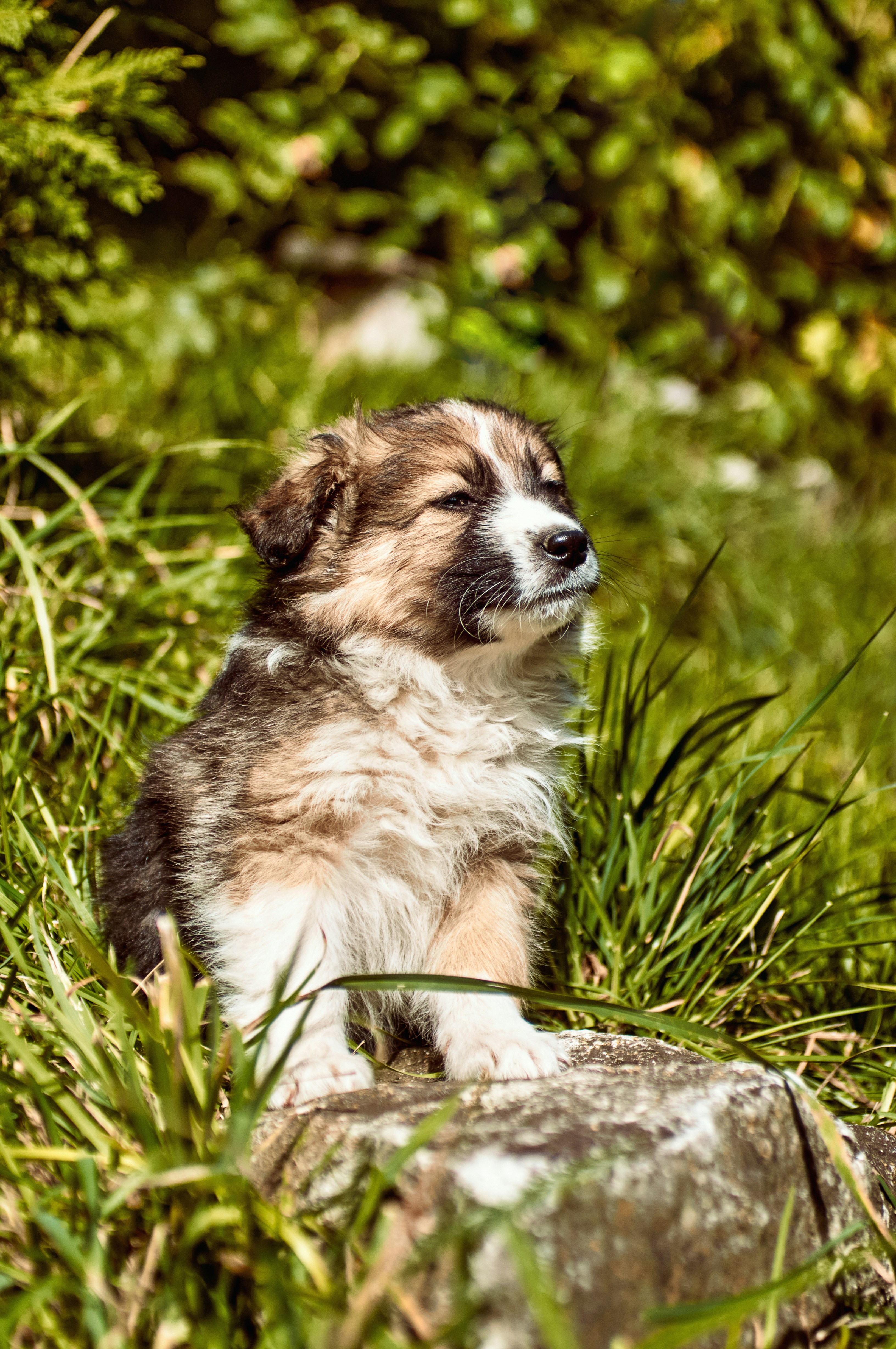 A Curious Pup Watches the Morning Light