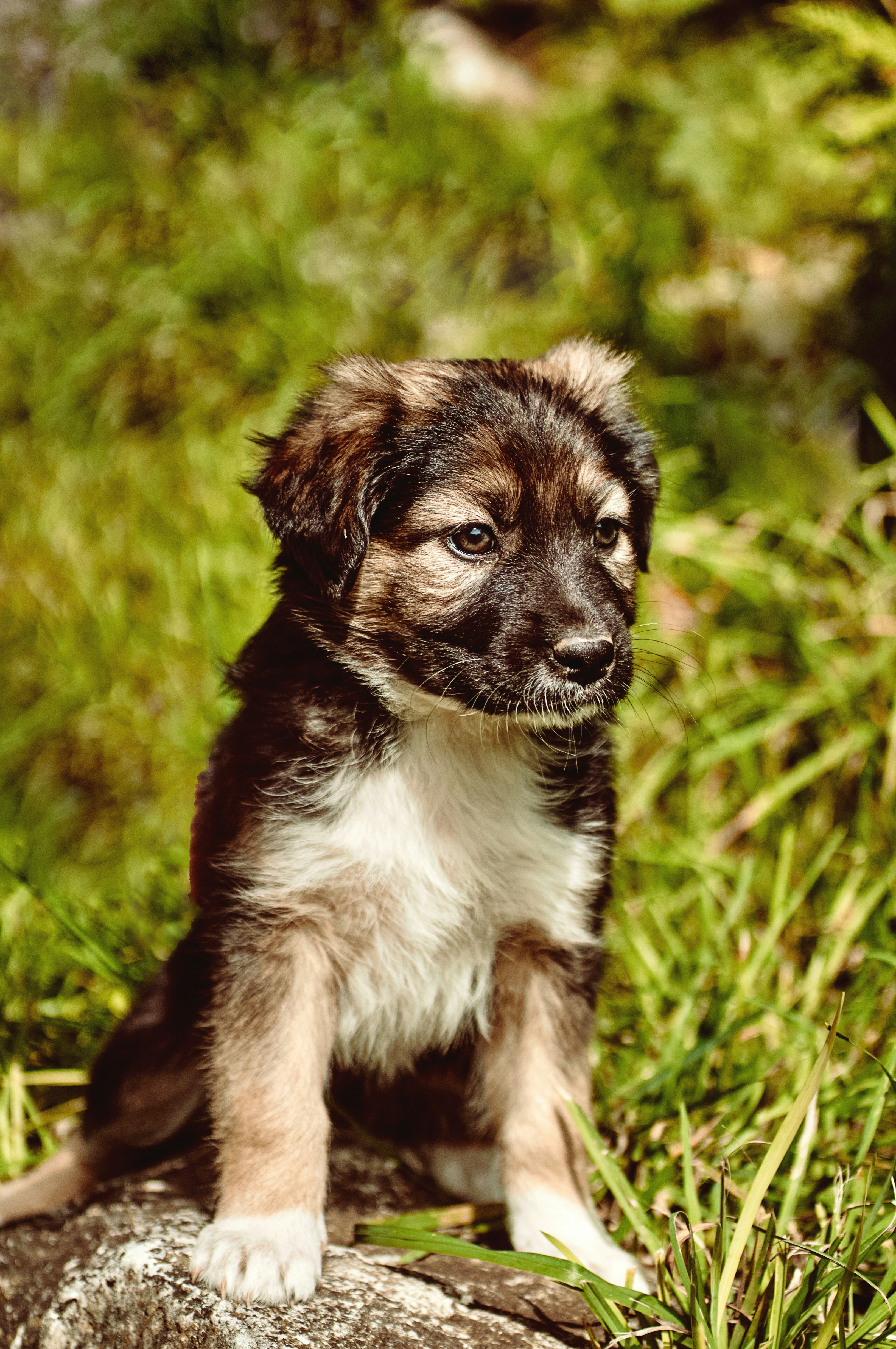 Curious Pup on a Sunlit Patch of Grass