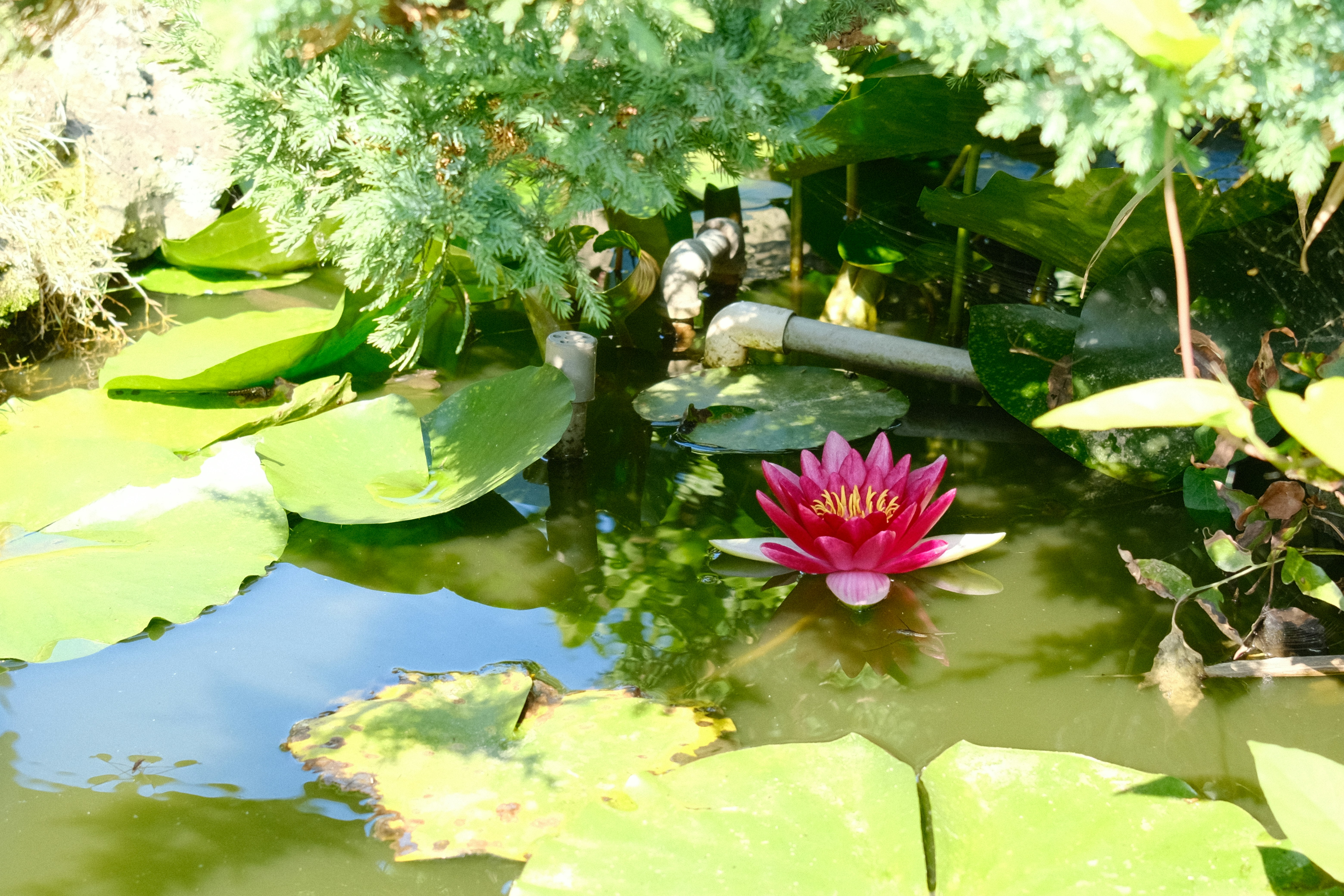 Lotus in a Quiet Pond Amid Green Overhang