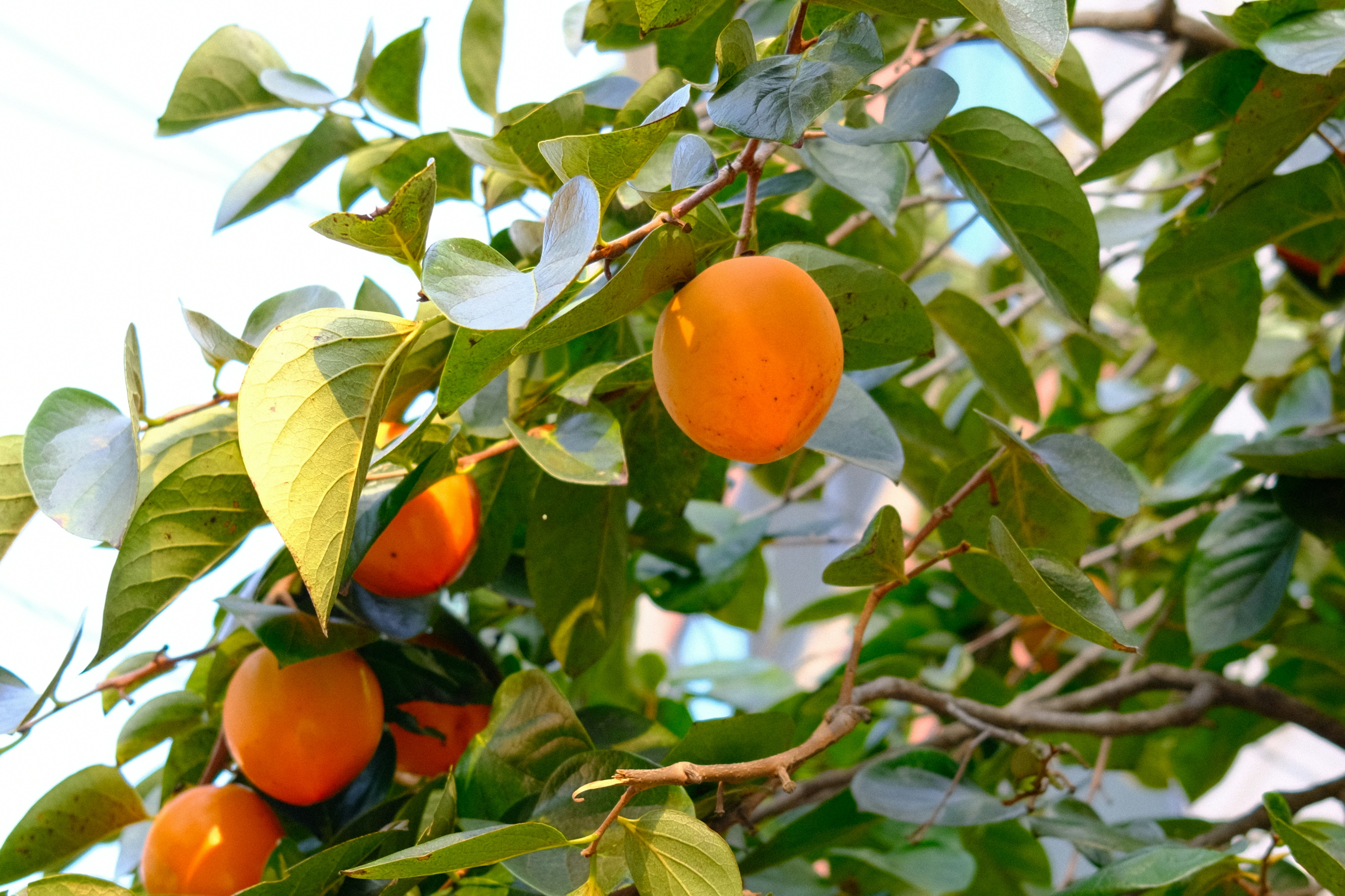 Orange Harvest: Sunlit Oranges Nestled Among Green Foliage