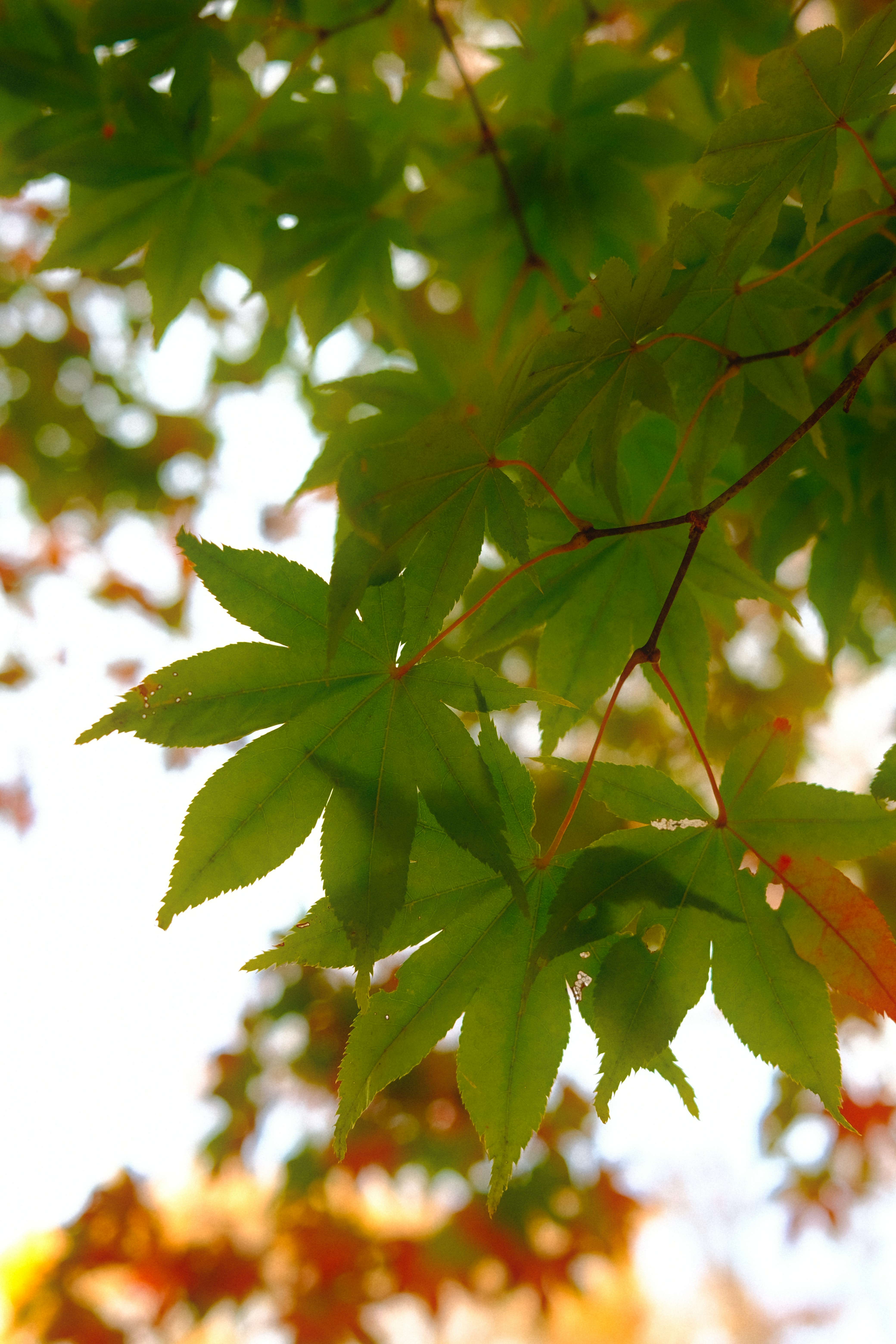 Emerald Cascade: Torso-High Leaves Against Gentle Backlight