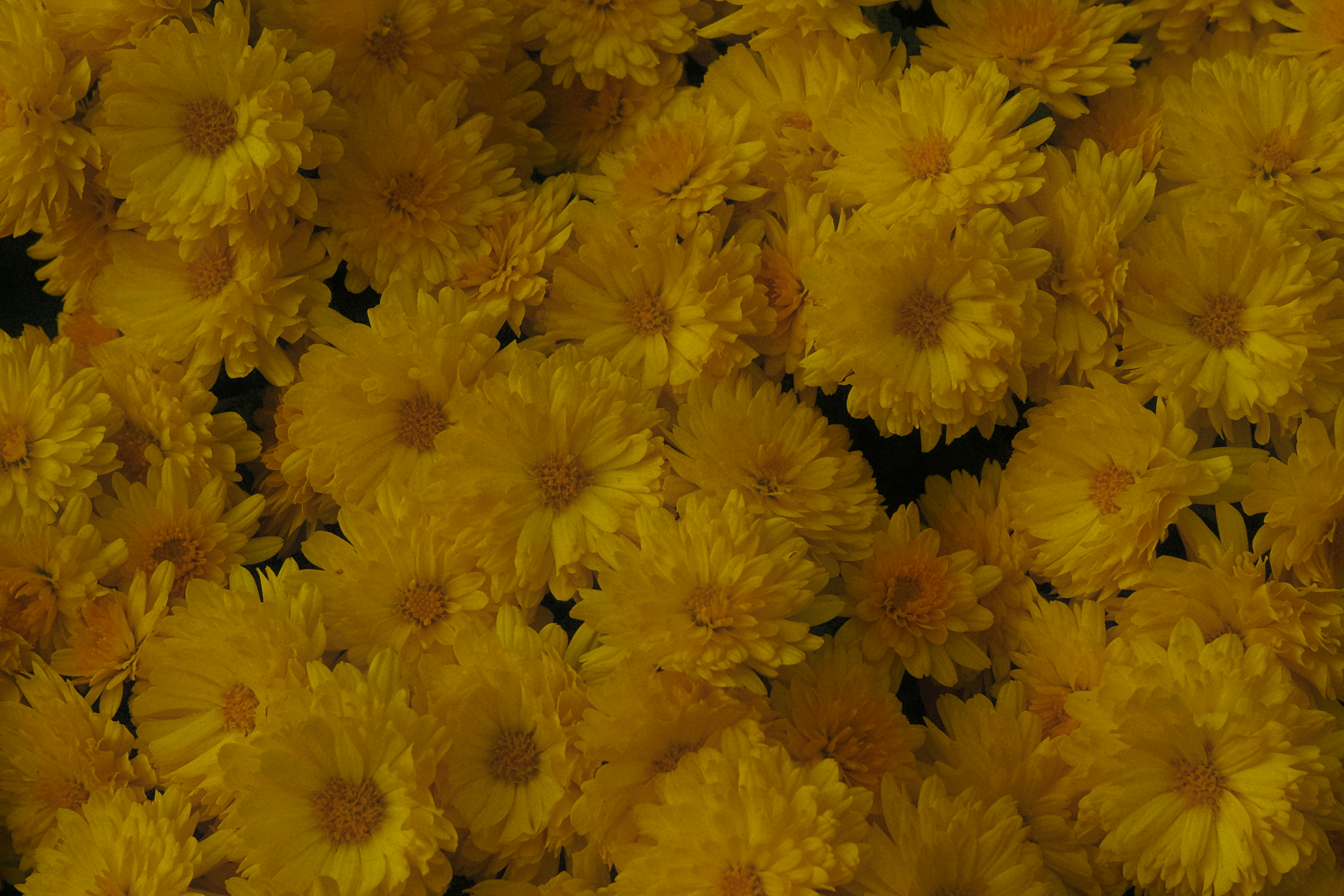 Sunlit Heart of the Chrysanthemums
