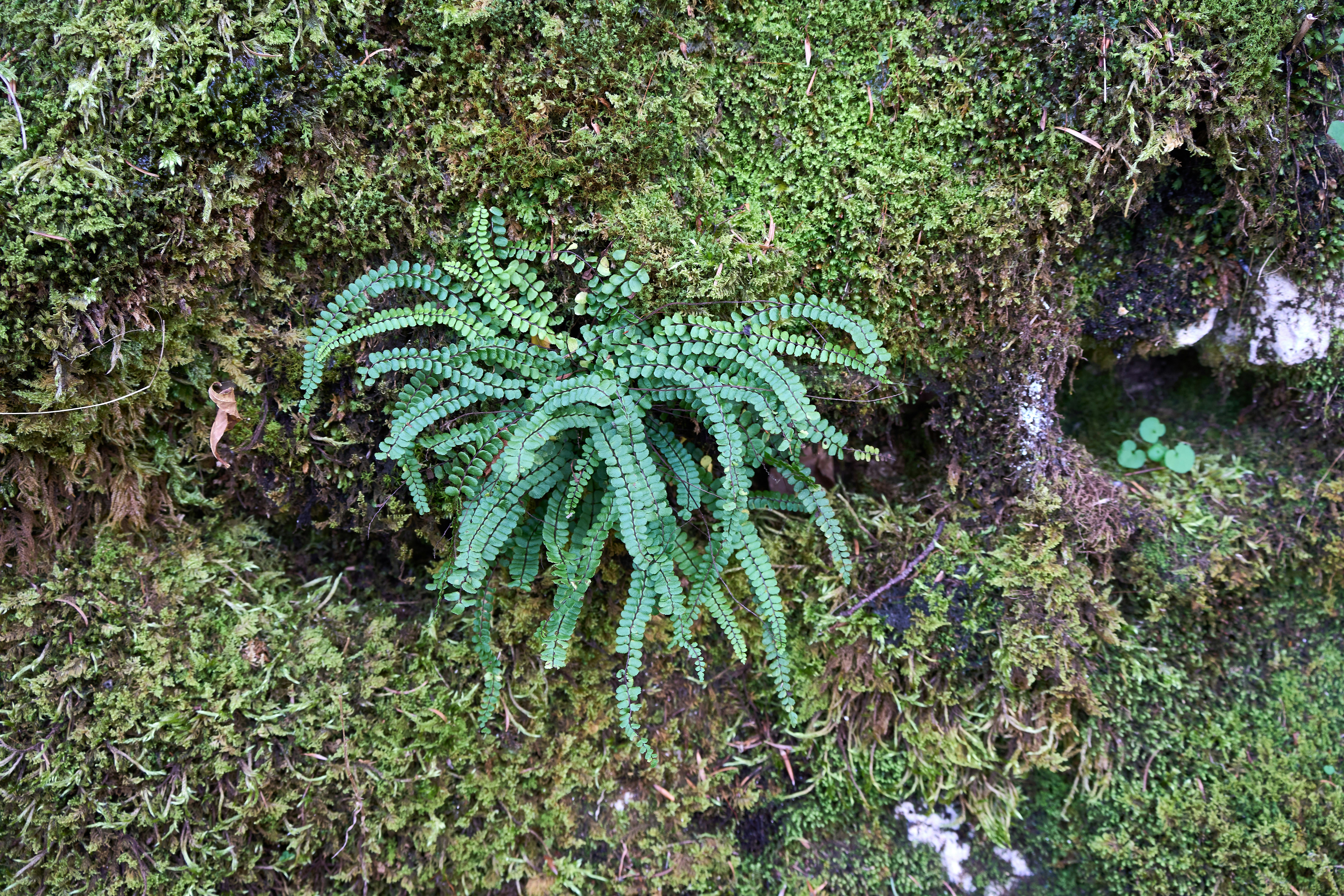 Fern Crowned by a Green Carpet: A Mossy Microhabitat