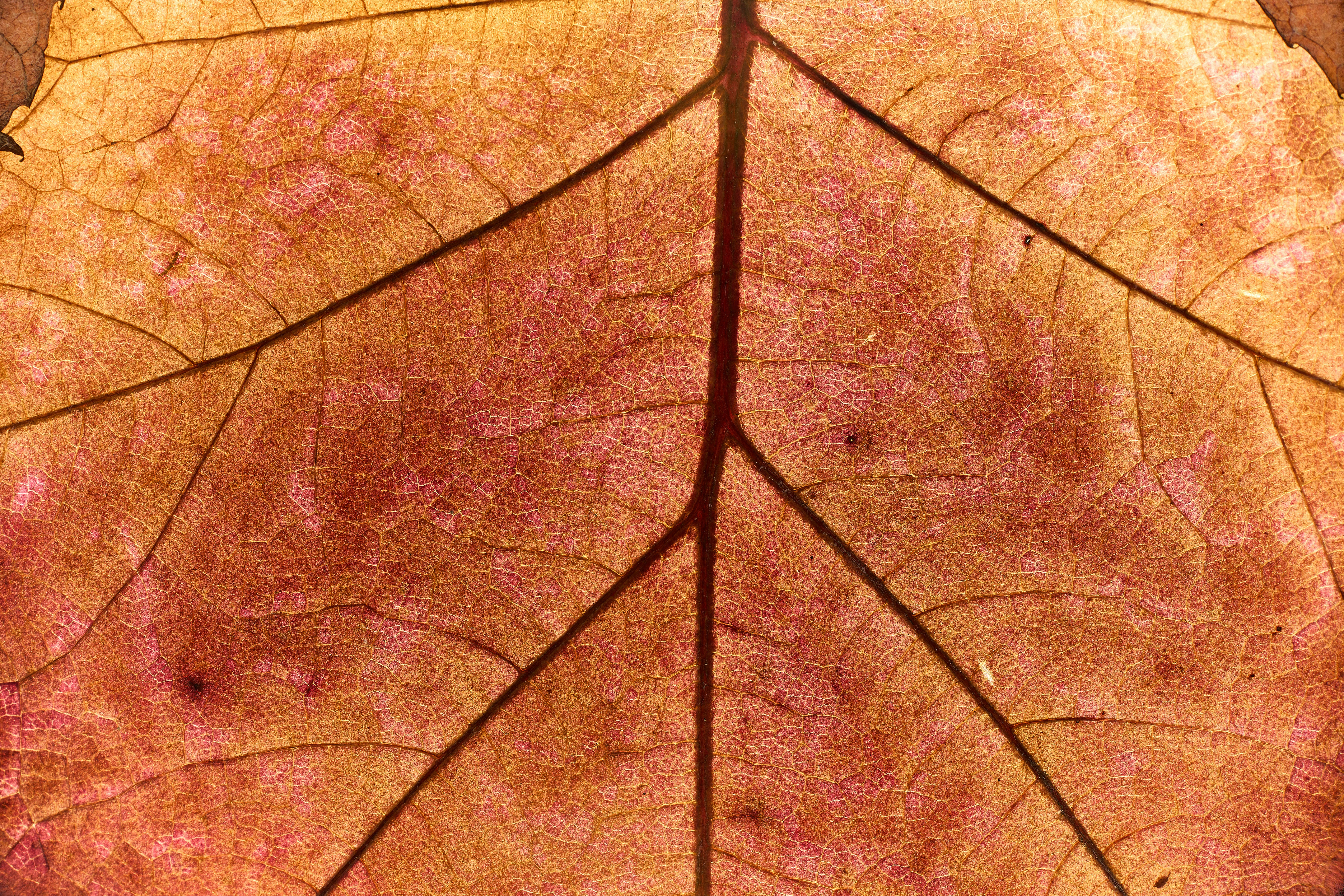 Vein of Autumn: A Close-Up of a Leaf's Central Vein Network