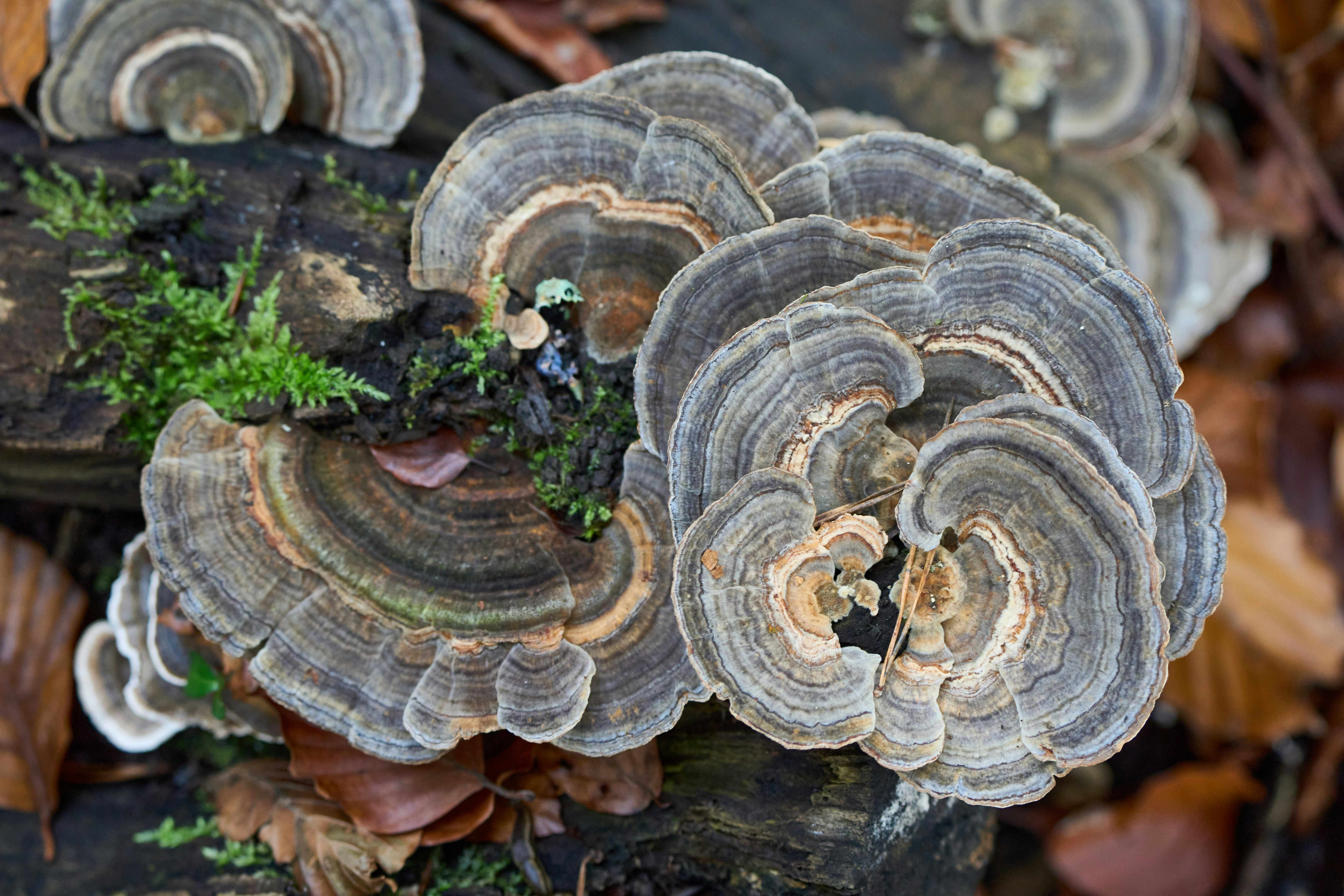 Circular shelves: bracket fungi cascading across a decayed log