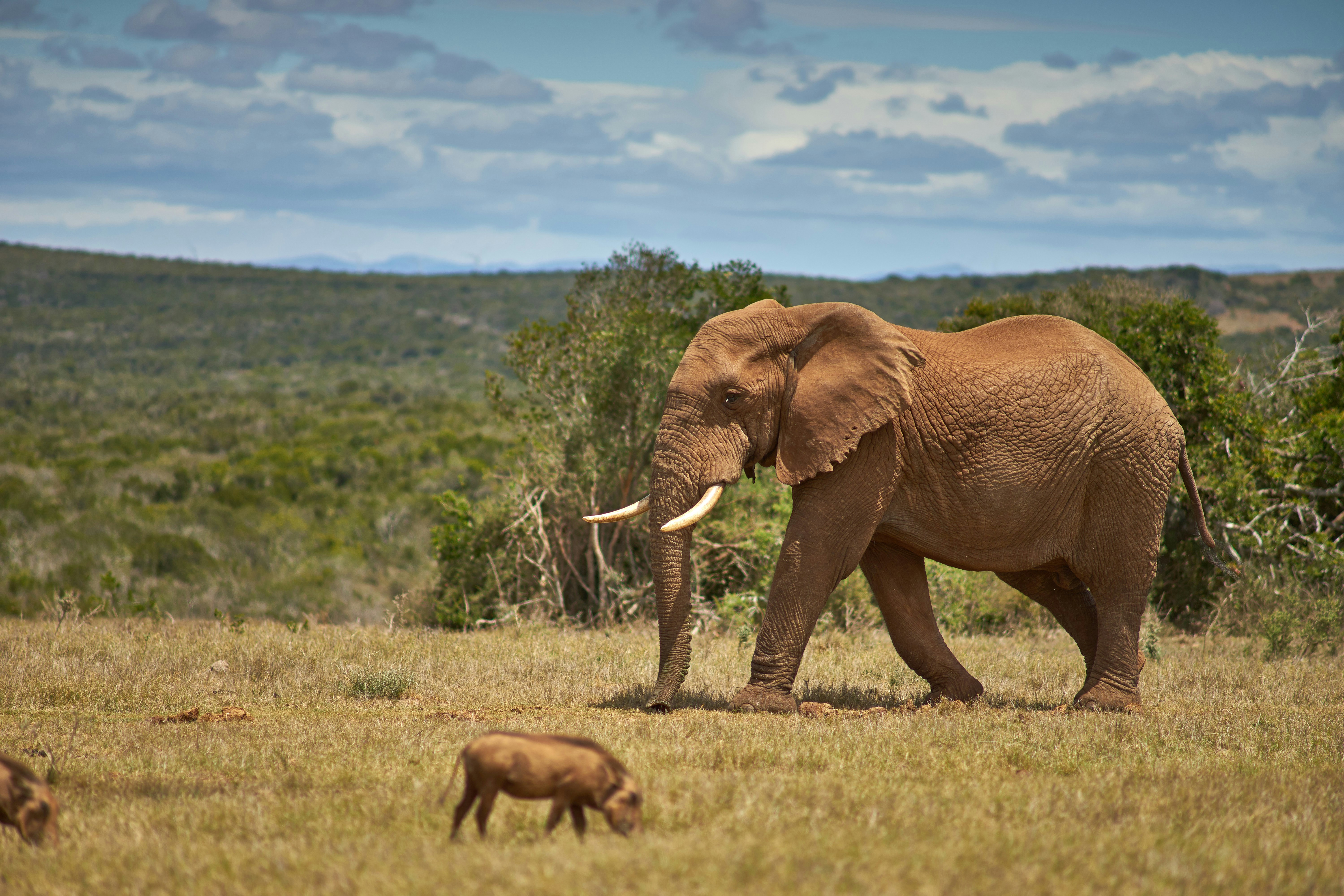 Gentle Giant on the Savannah: Elephant and Calf in Quiet March