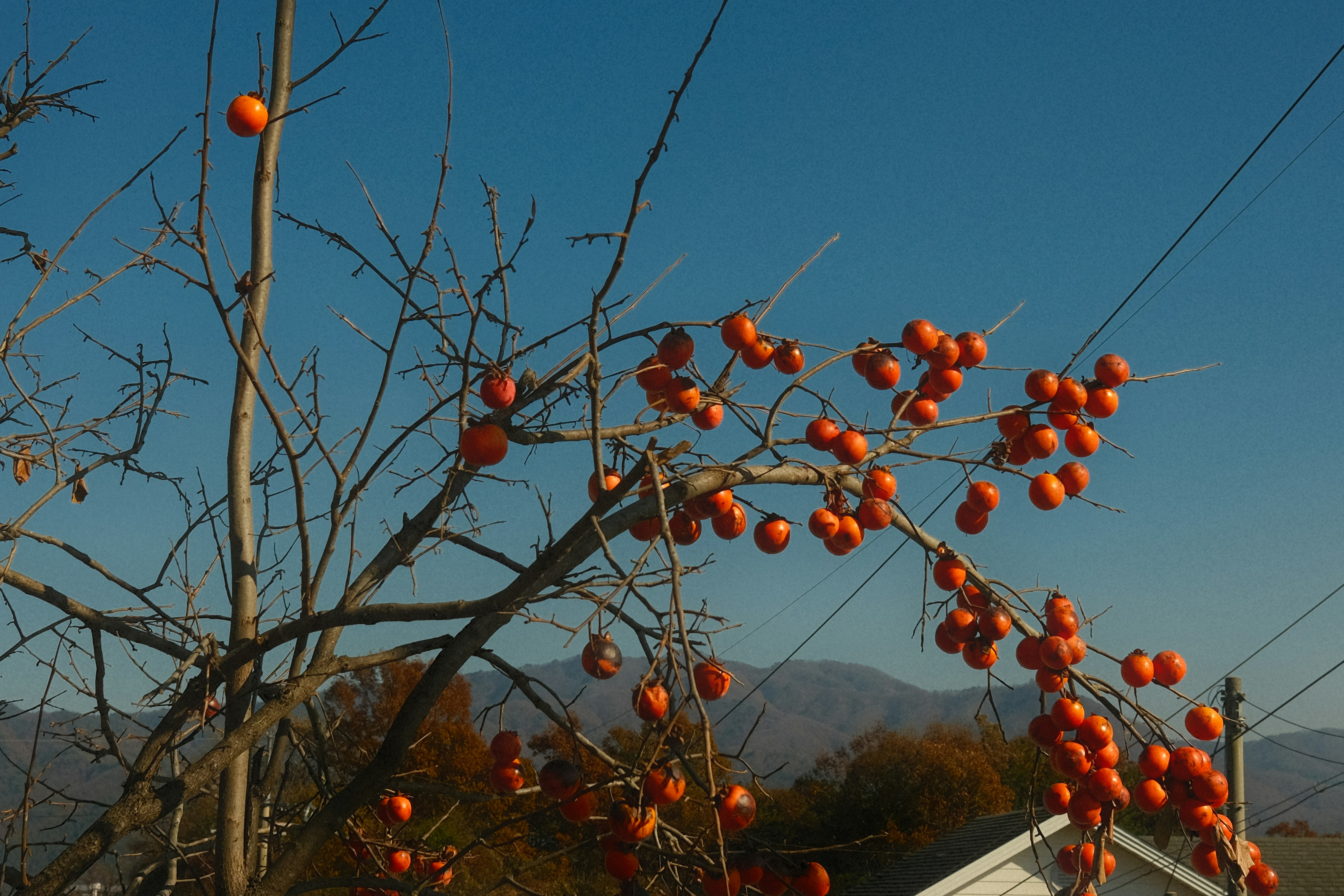 Orange Orbs in a Clear Blue Sky