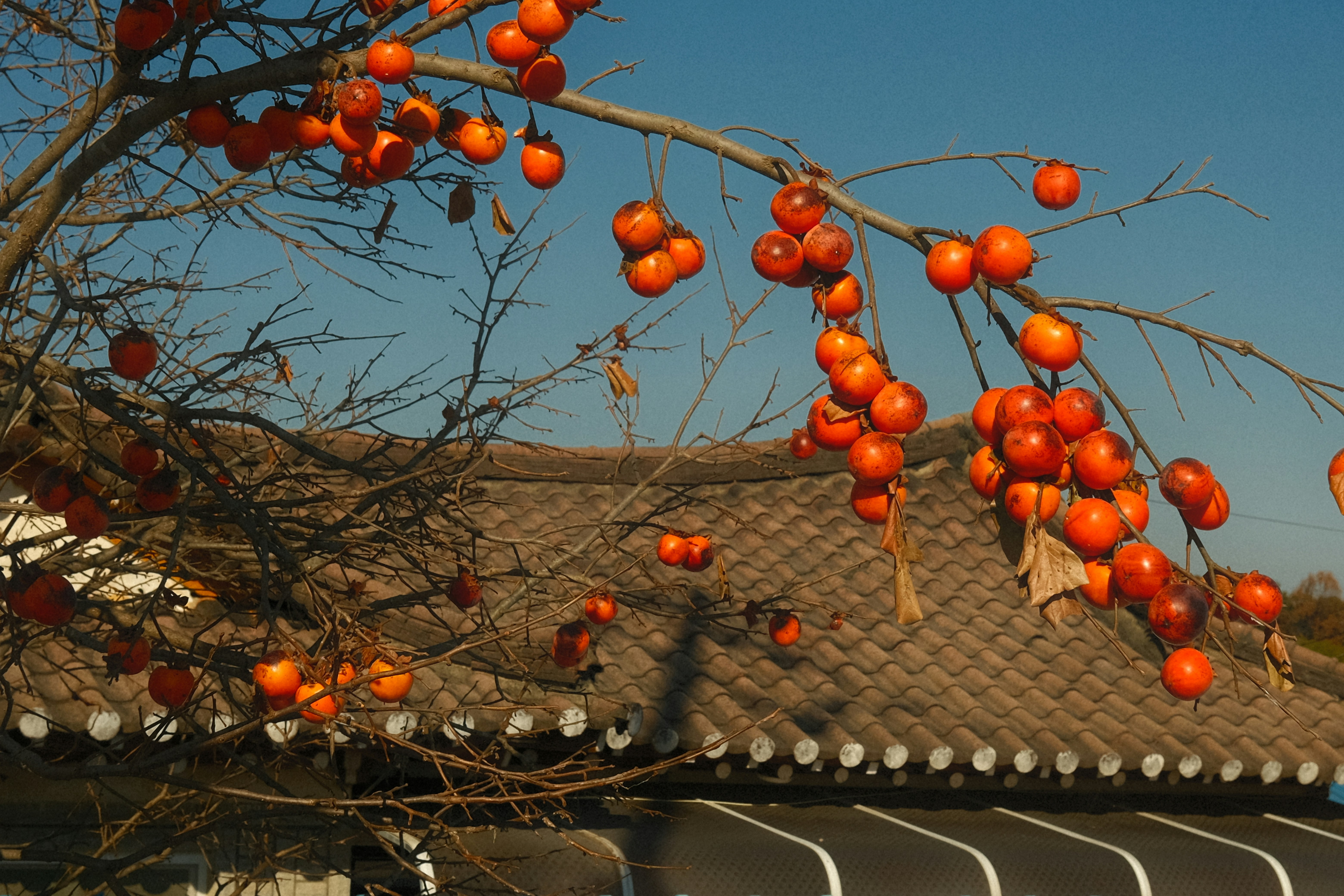 Orange Orbs Across the Tiled Roof