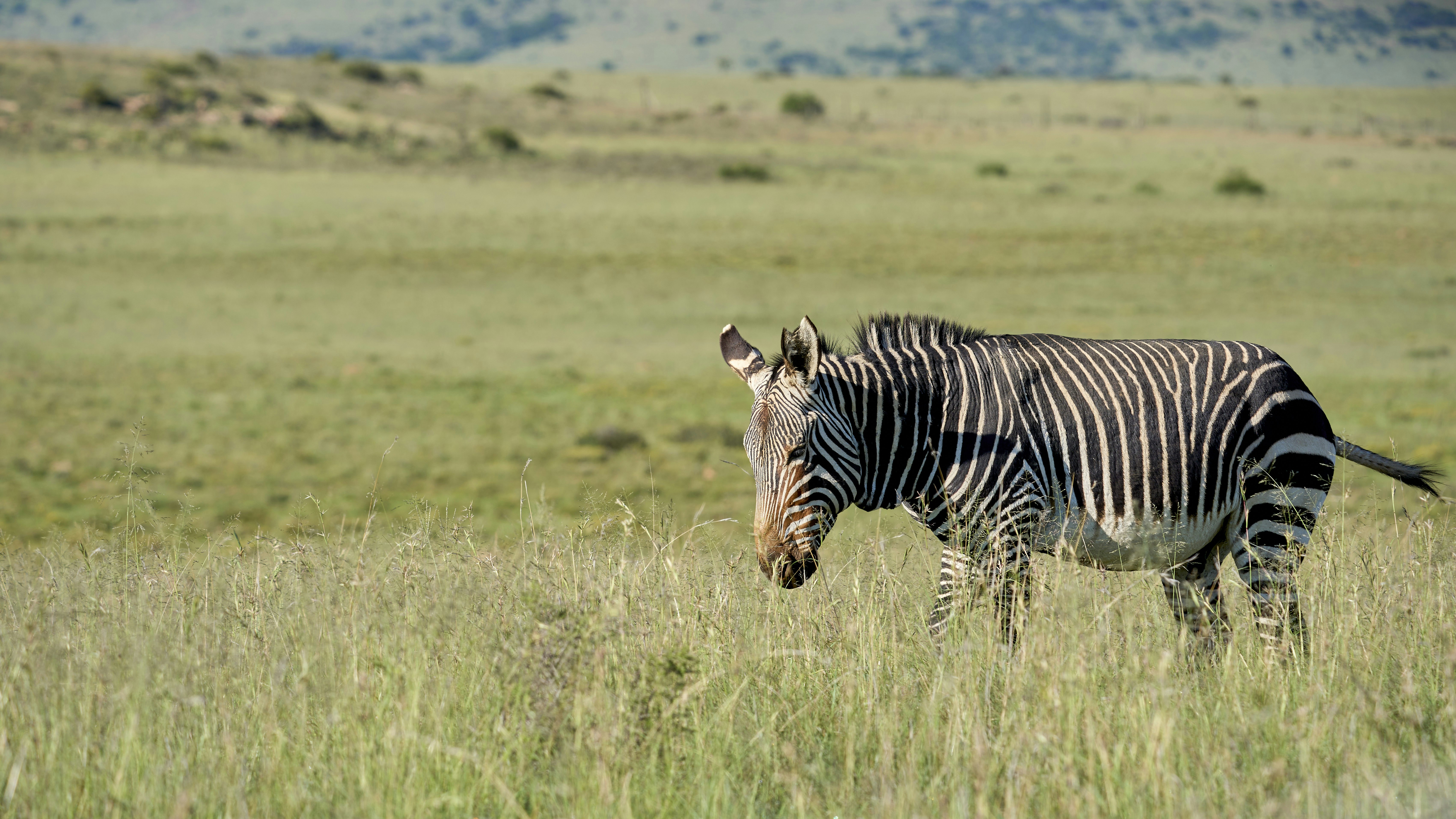 Zebra in Pasture: Stripes Amid the Serengeti Sunrise