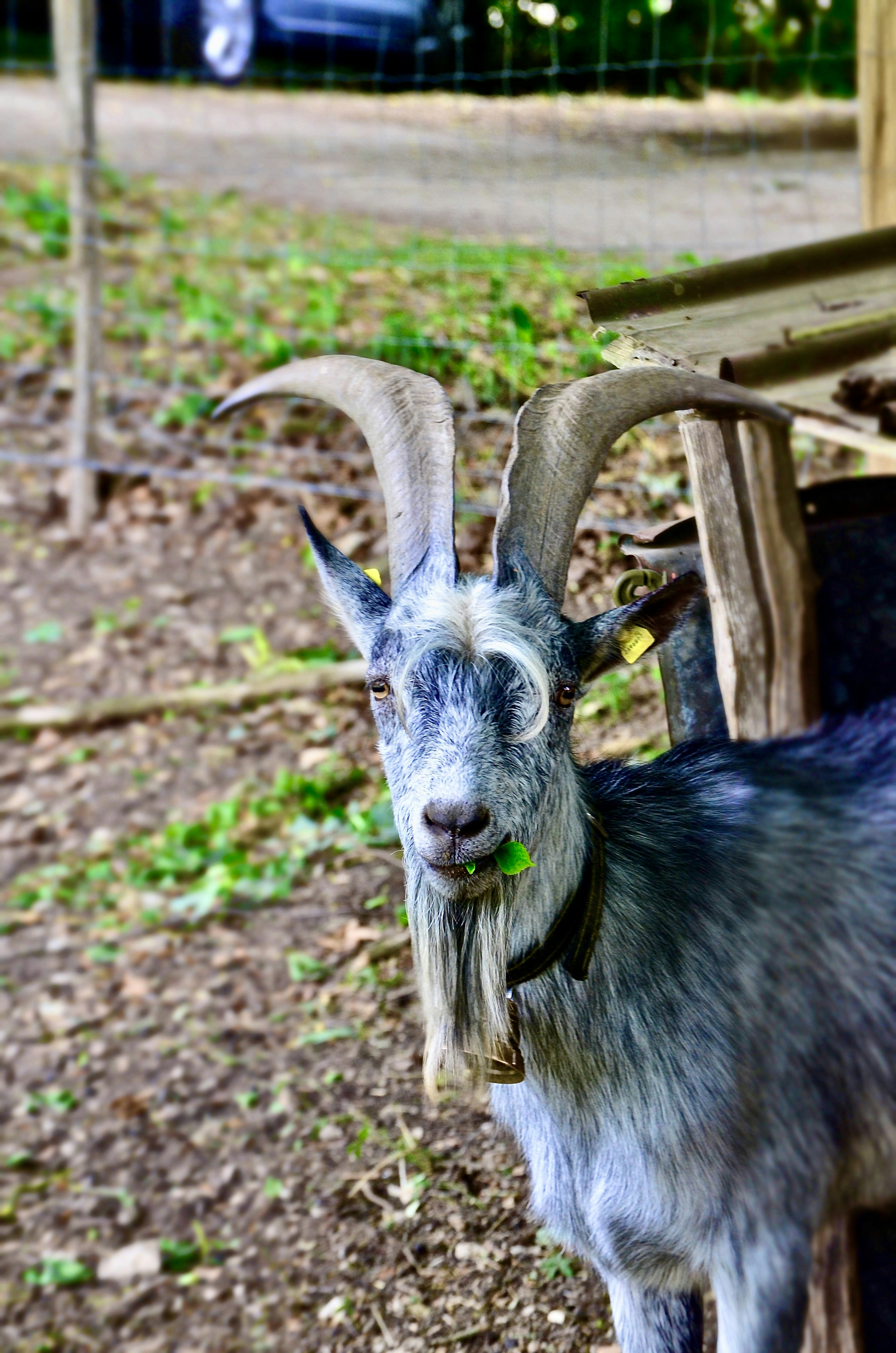 Curious Goats in a Rustic Yard with Curved Horns