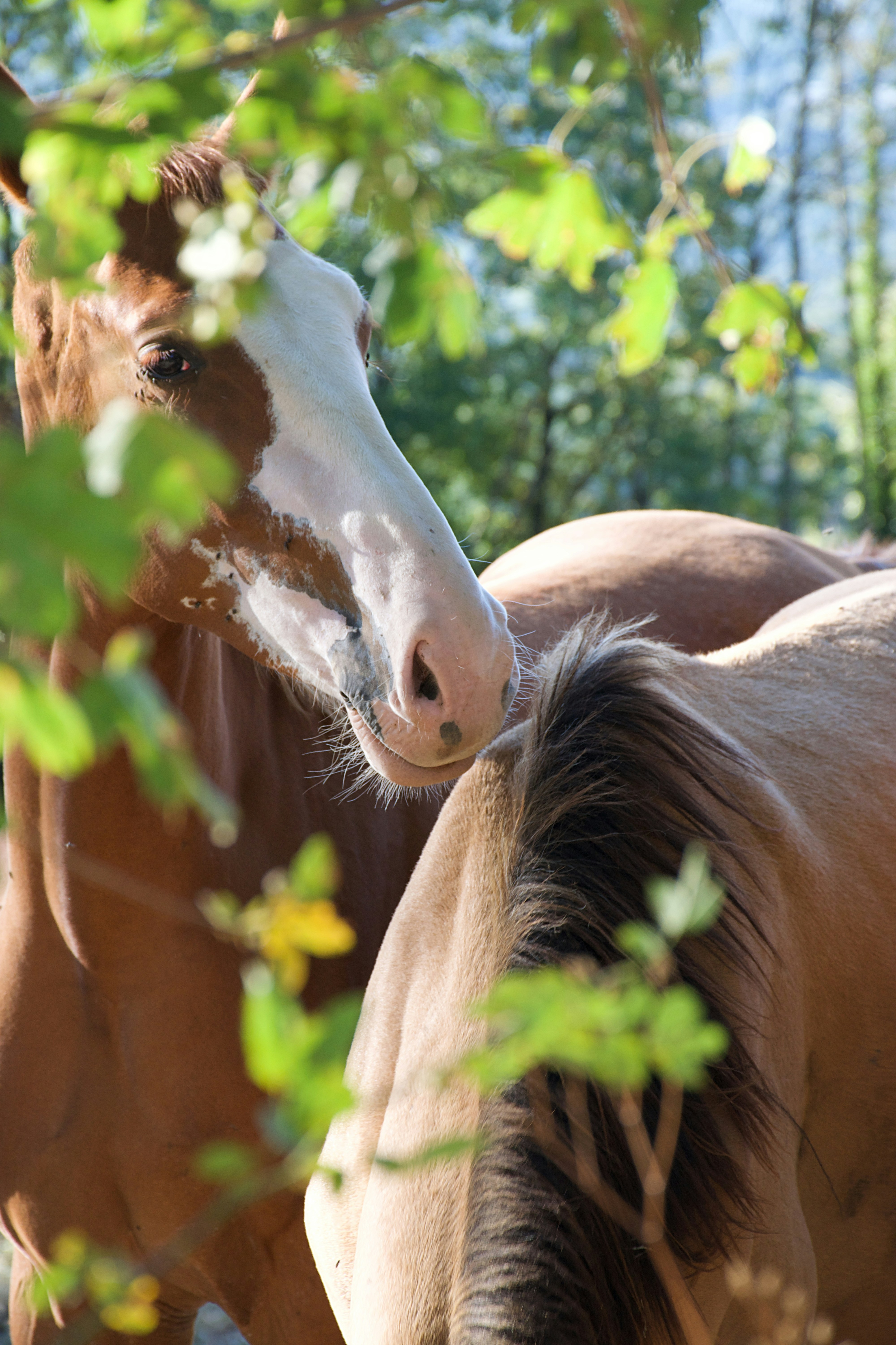 Grazing Quiet: Two Horses in Dappled Spring Light