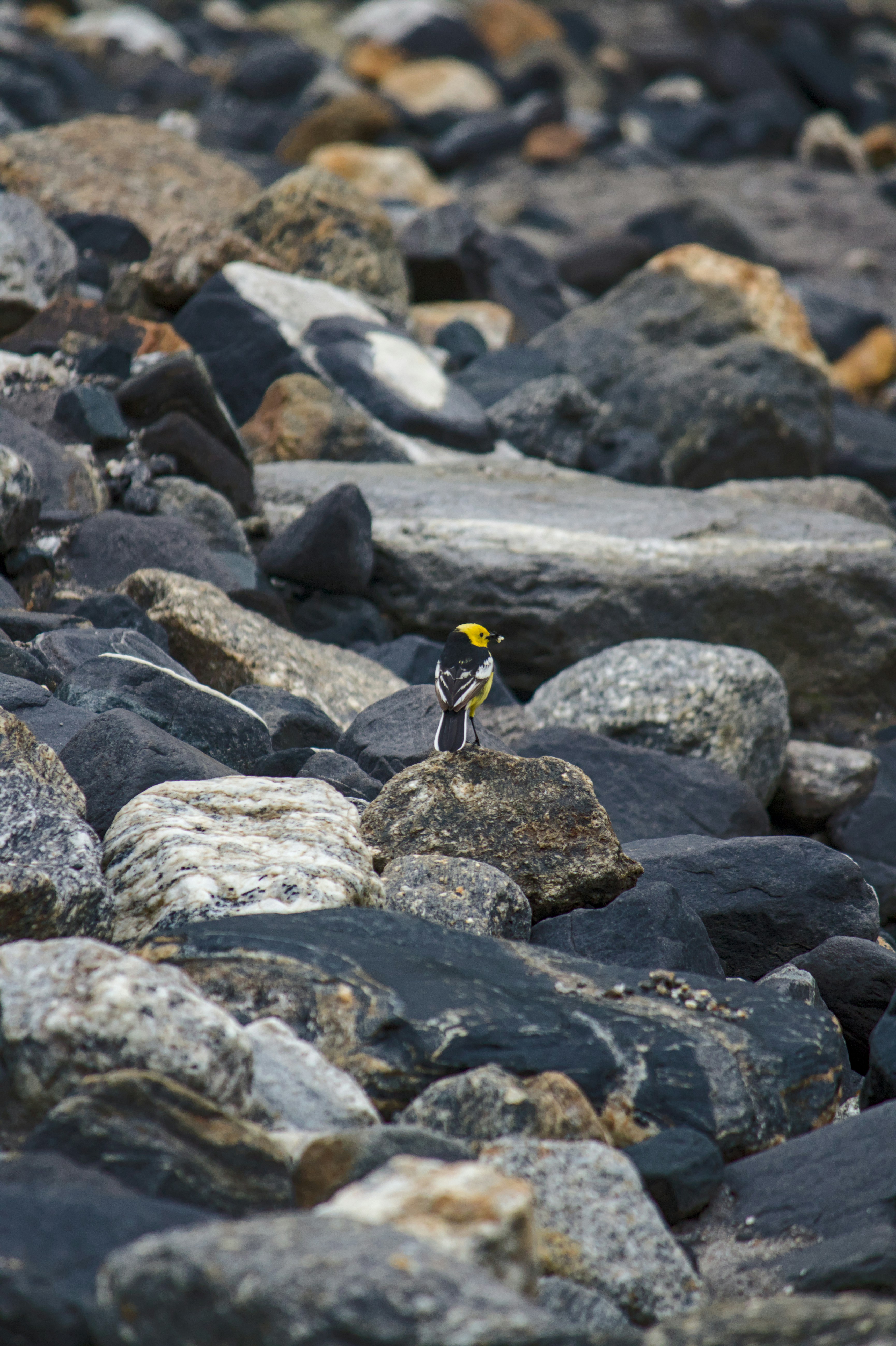 Yellow-headed Warbler on a Seawall of Basalt Treasures