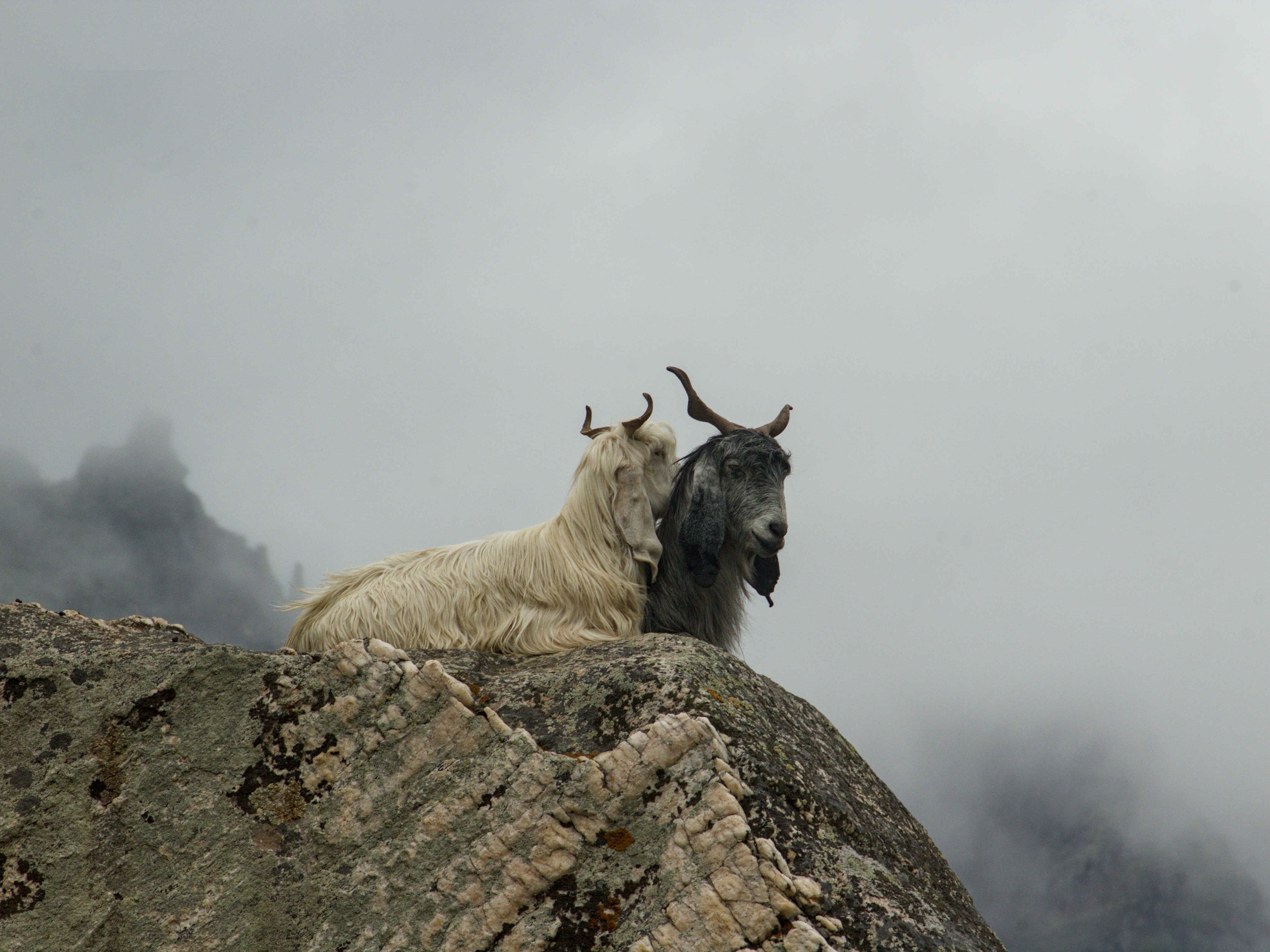 Twin Peaks Above the Mist: Mountain Goats on a Weathered Crag