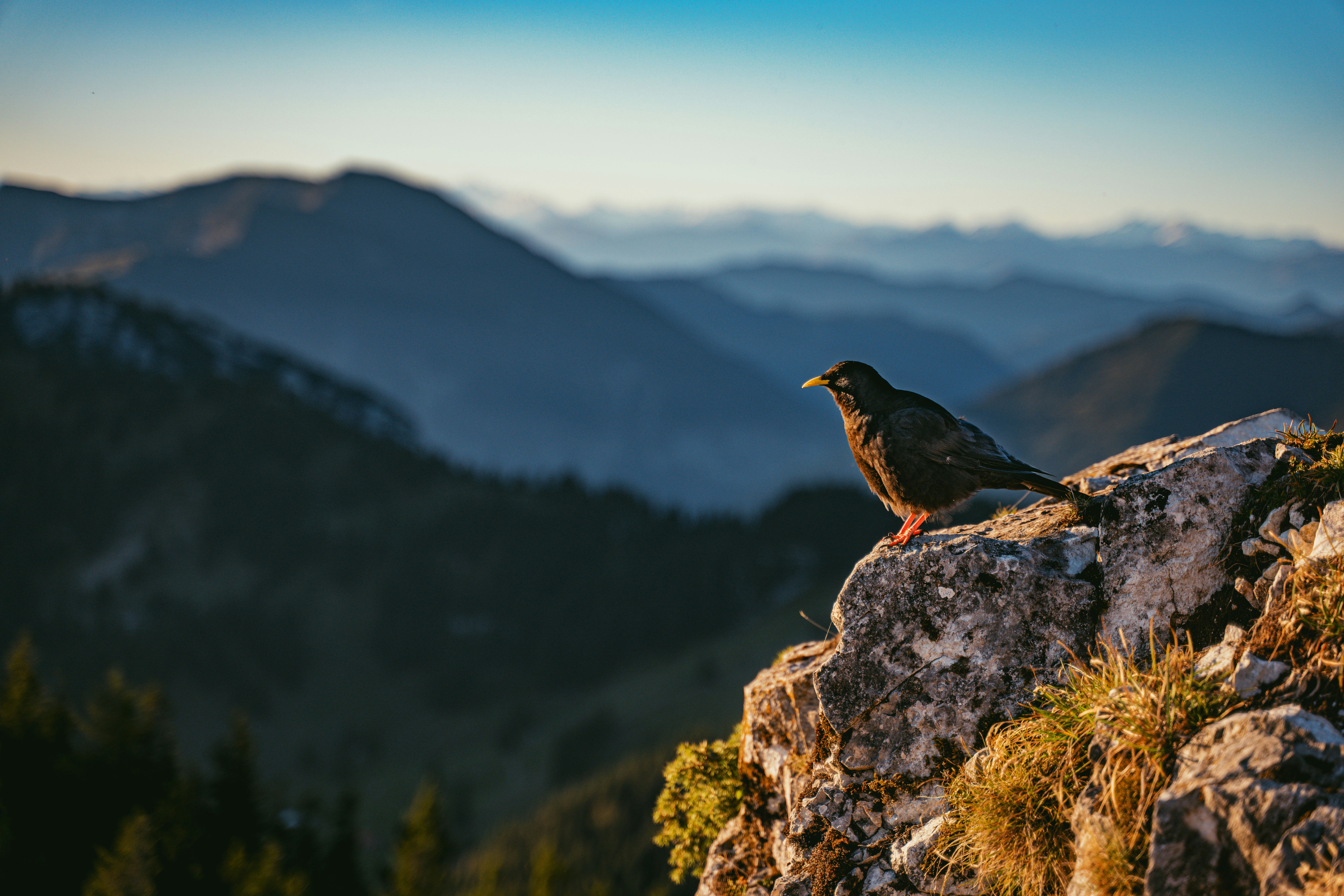 Rock-Perched Songbird Amid Alpine Vista