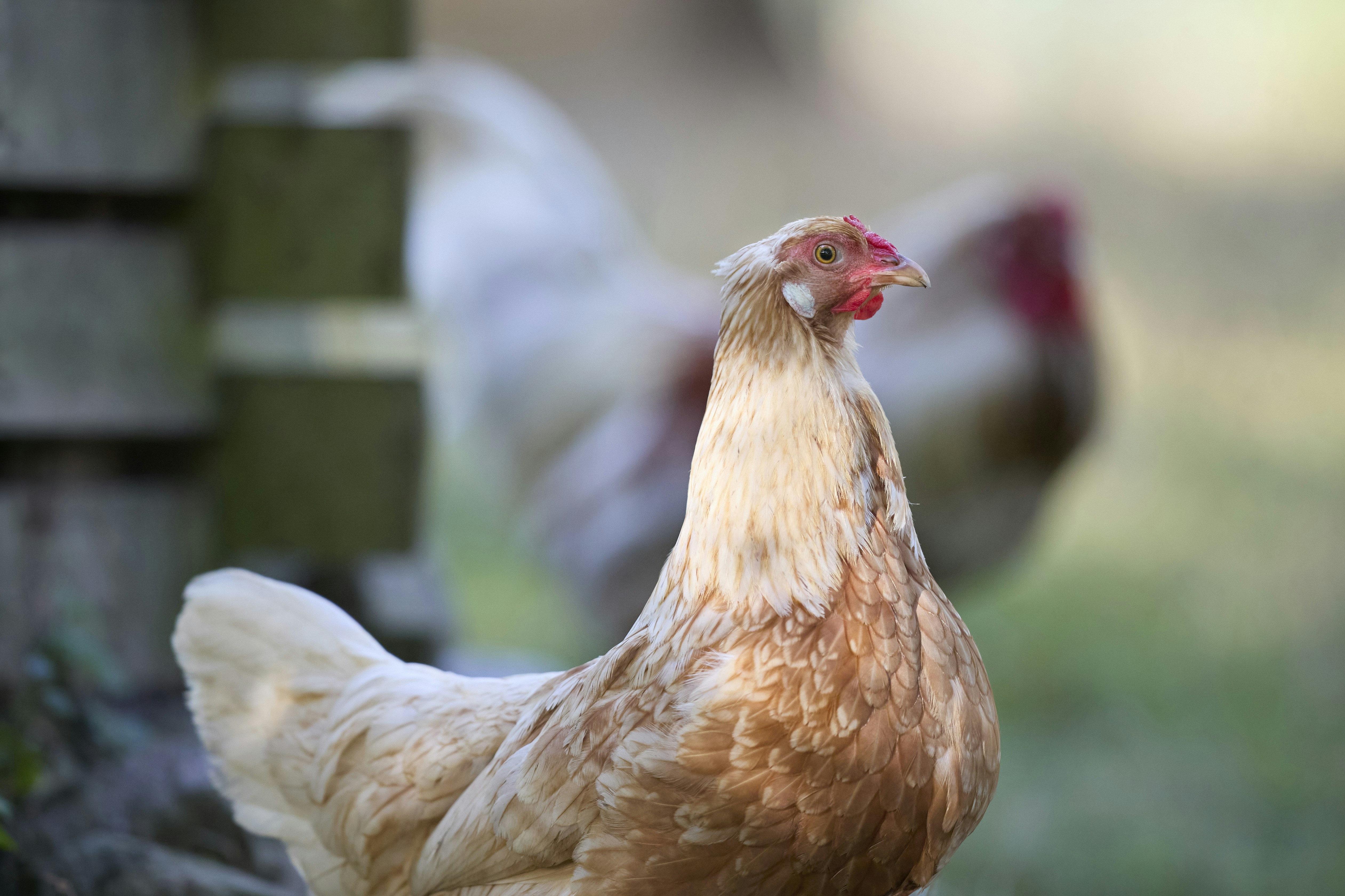 Golden hen at the edge of the coop, eye on the lookout