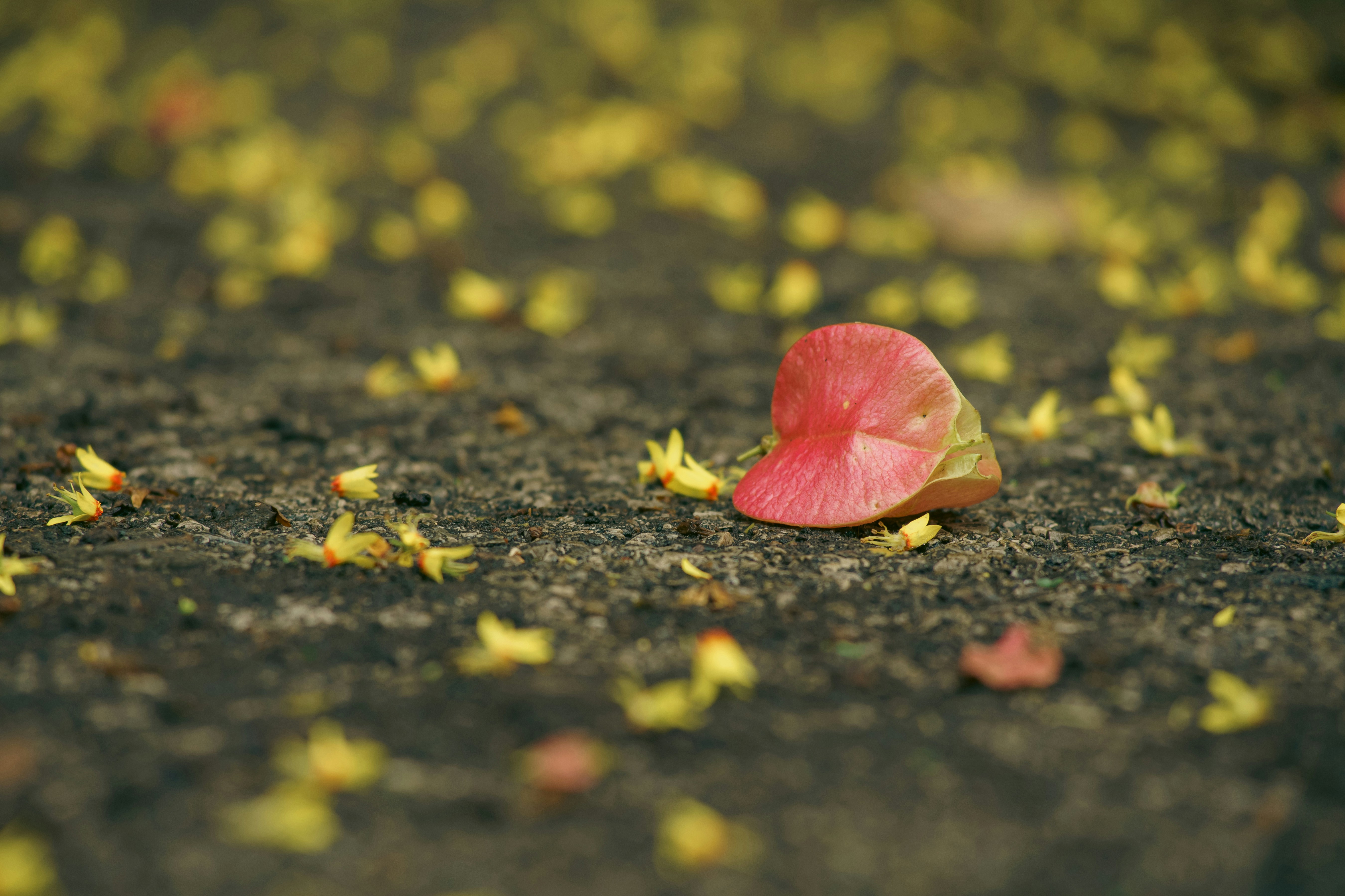 Petal on a Quiet Path: A Pink Blossom Amid Fallen Yellow Fragments