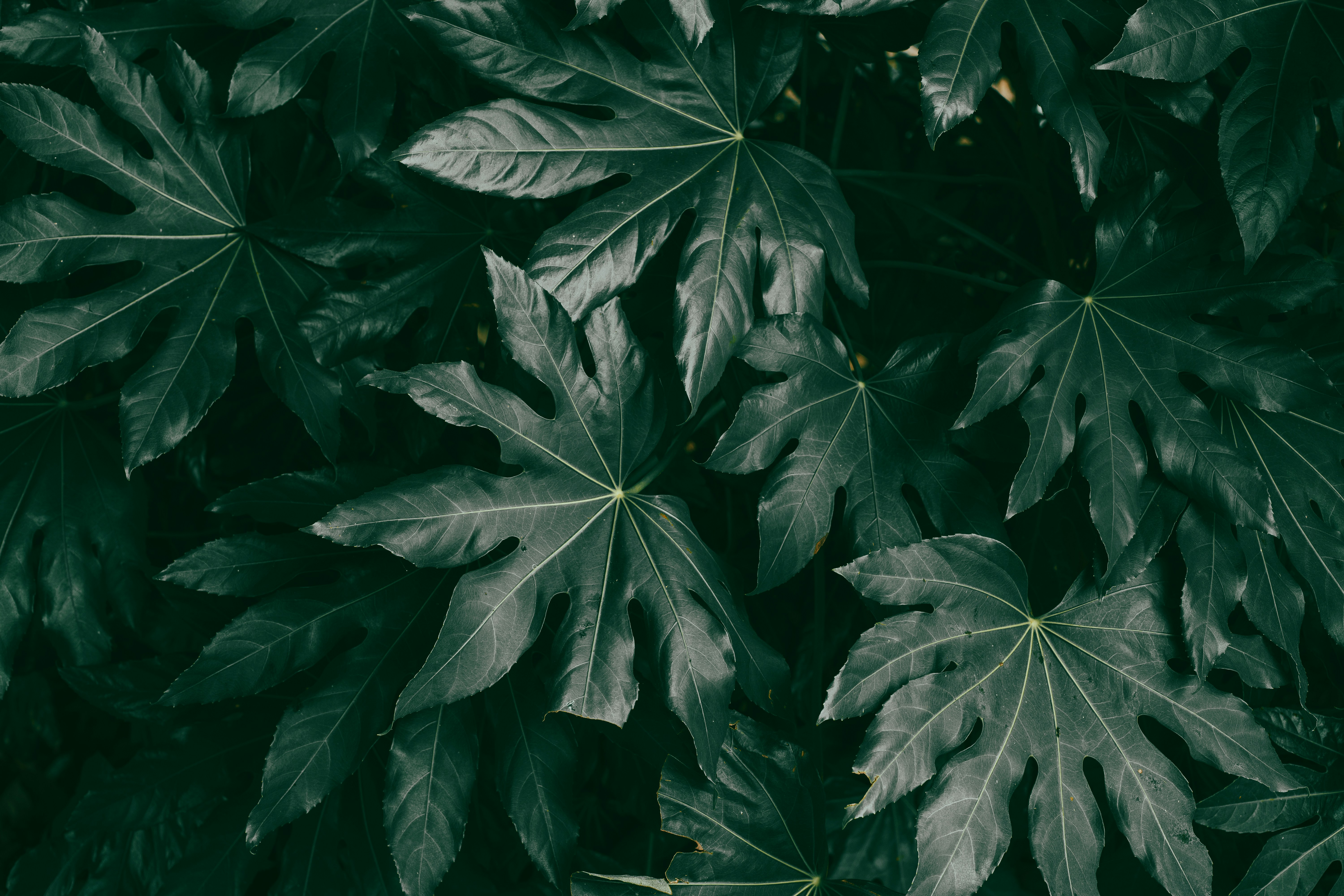 Emerald Canopy: Close-Up of Deep Green Palmate Leaves