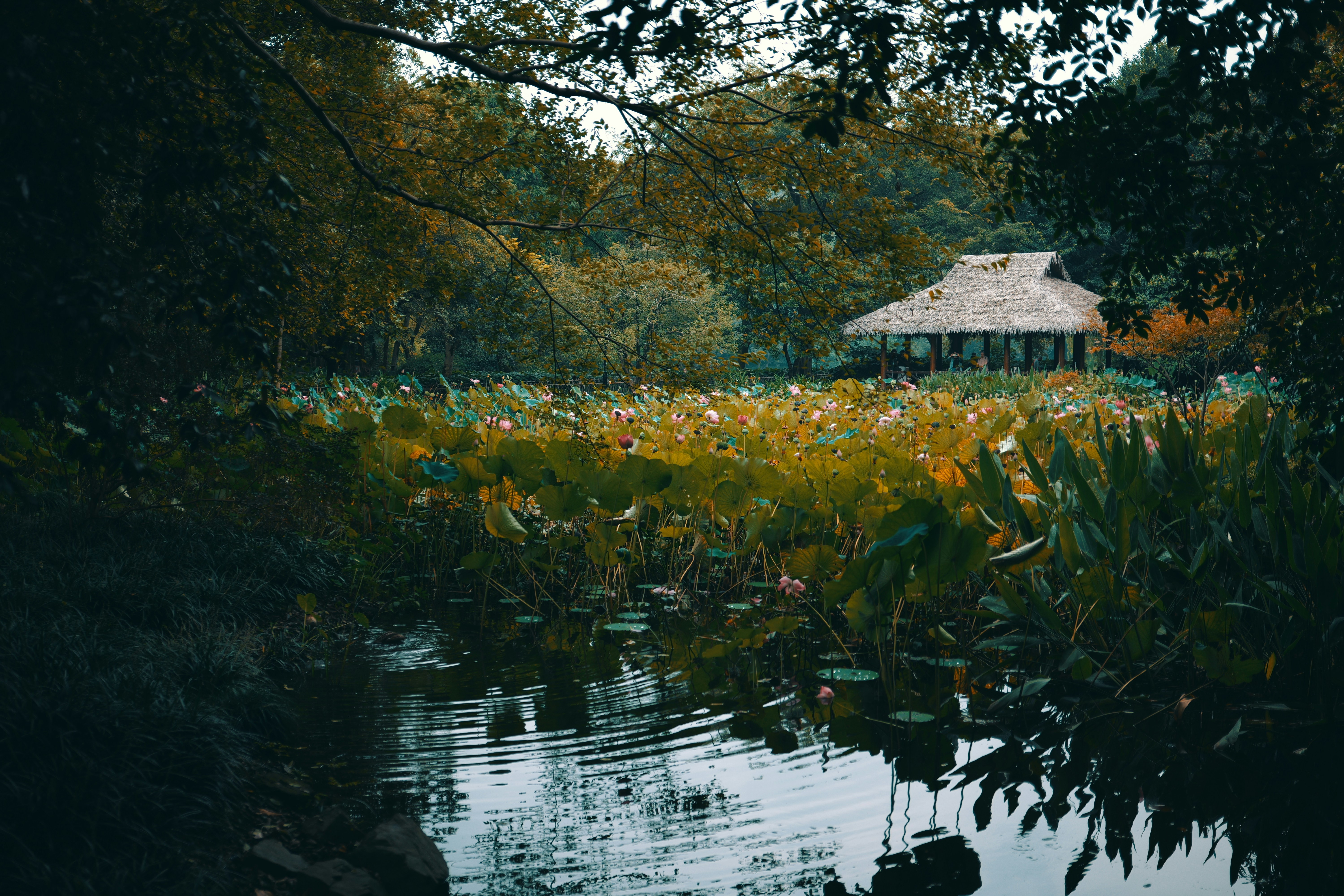 Hidden Garden by the Water: A Pavilion among Water Lilies