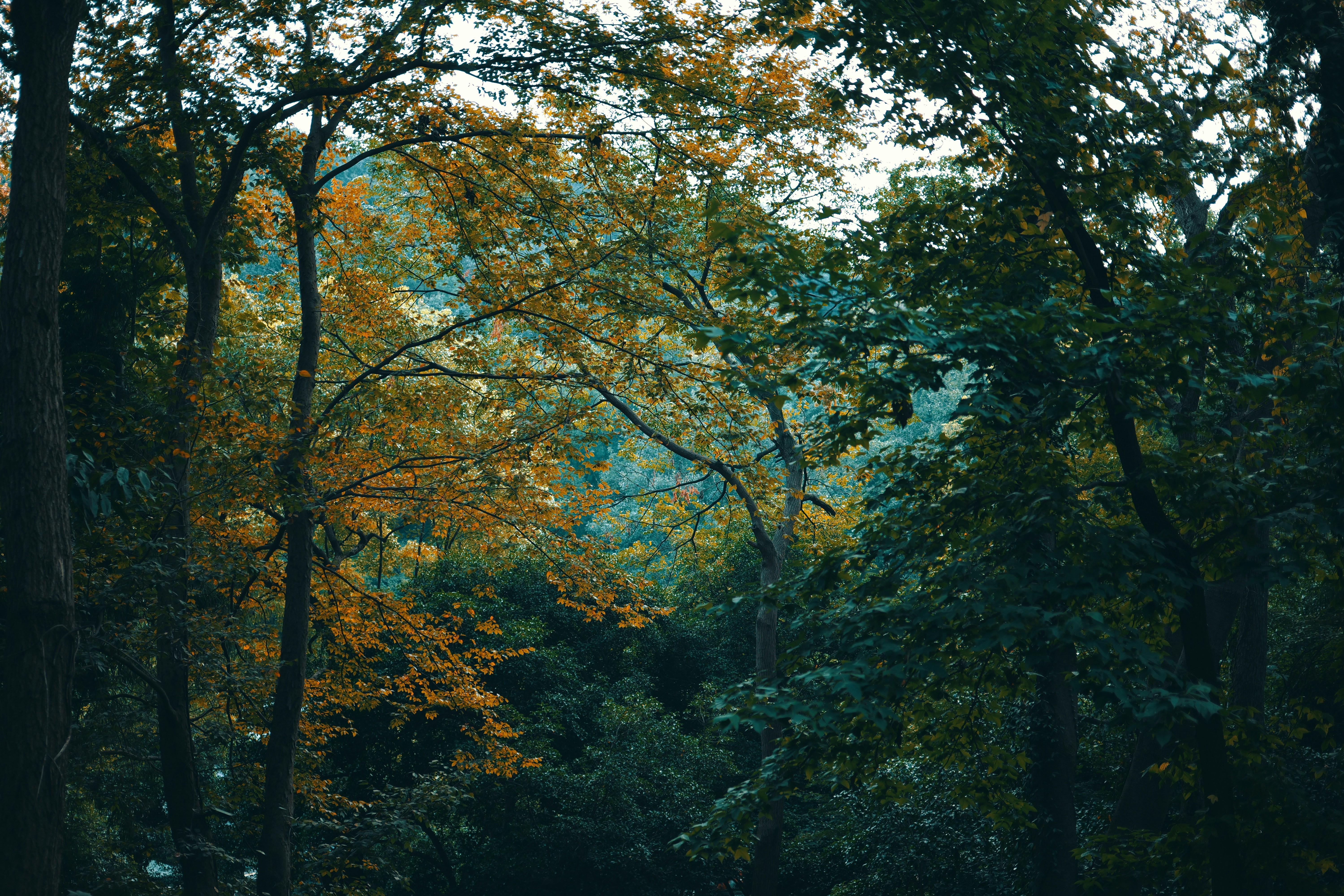 Sun-dappled forest scene with autumnal leaves and deep green foliage, suggesting a tranquil woodland. A natural landscape capture highlighting color contrast and atmospheric depth.