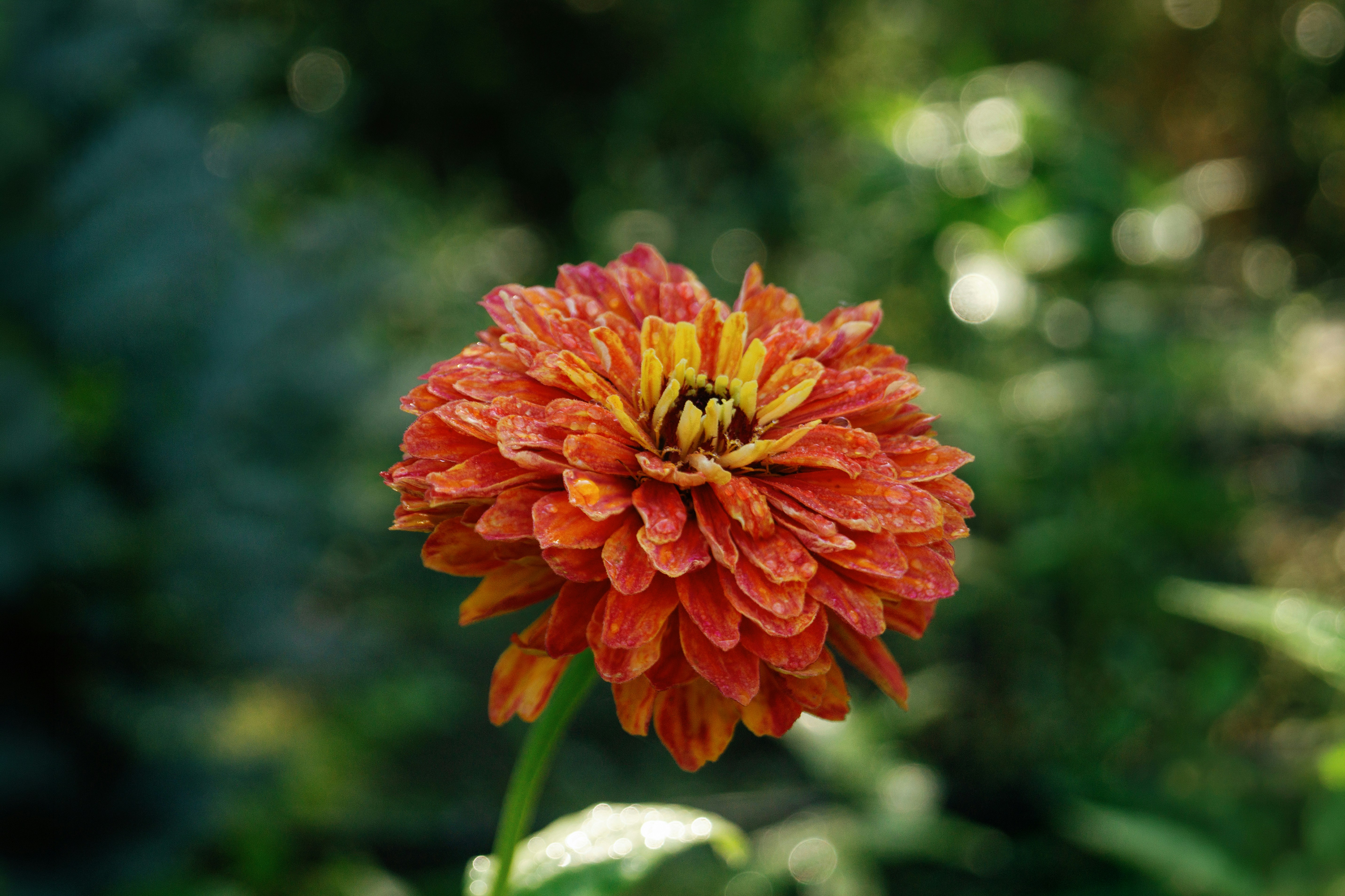 Crimson Pompon: A Central Bloom in Soft-Glade Focus