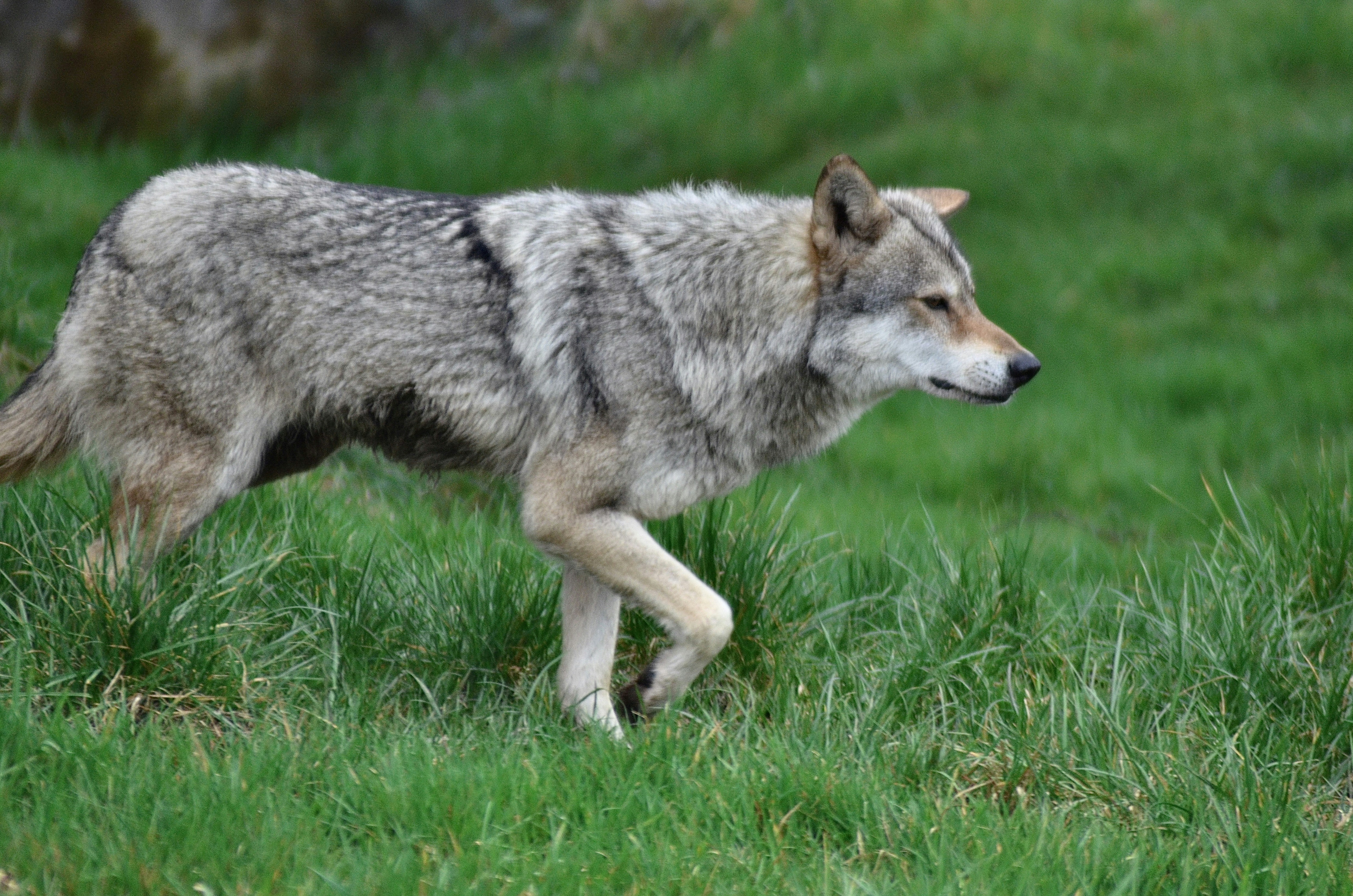 Grey-Wulfe in the Meadow: A Quiet Moment of Resolve
