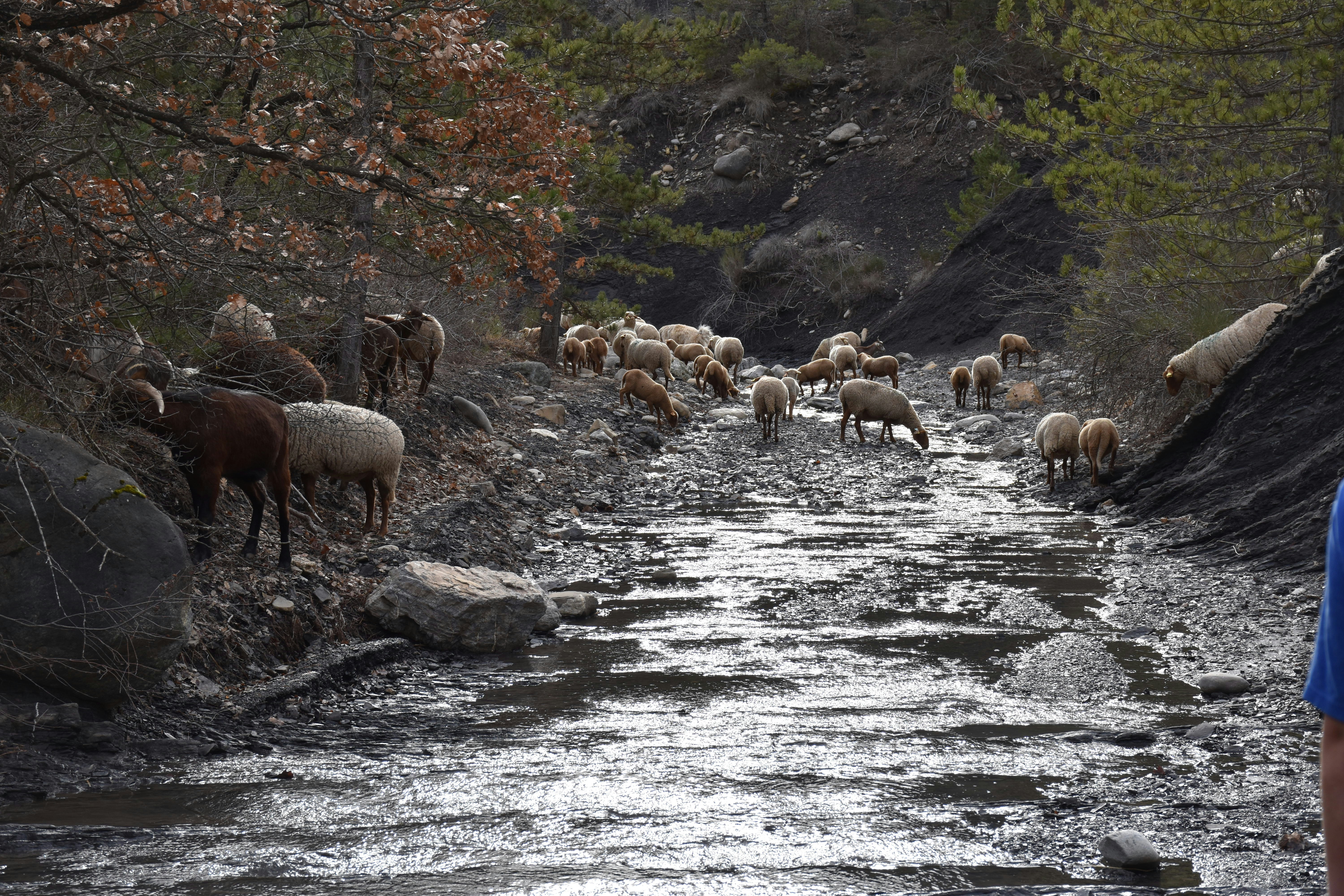 Herd Crossing a Moonlit Slab: Sheep on a Rocky Streambed