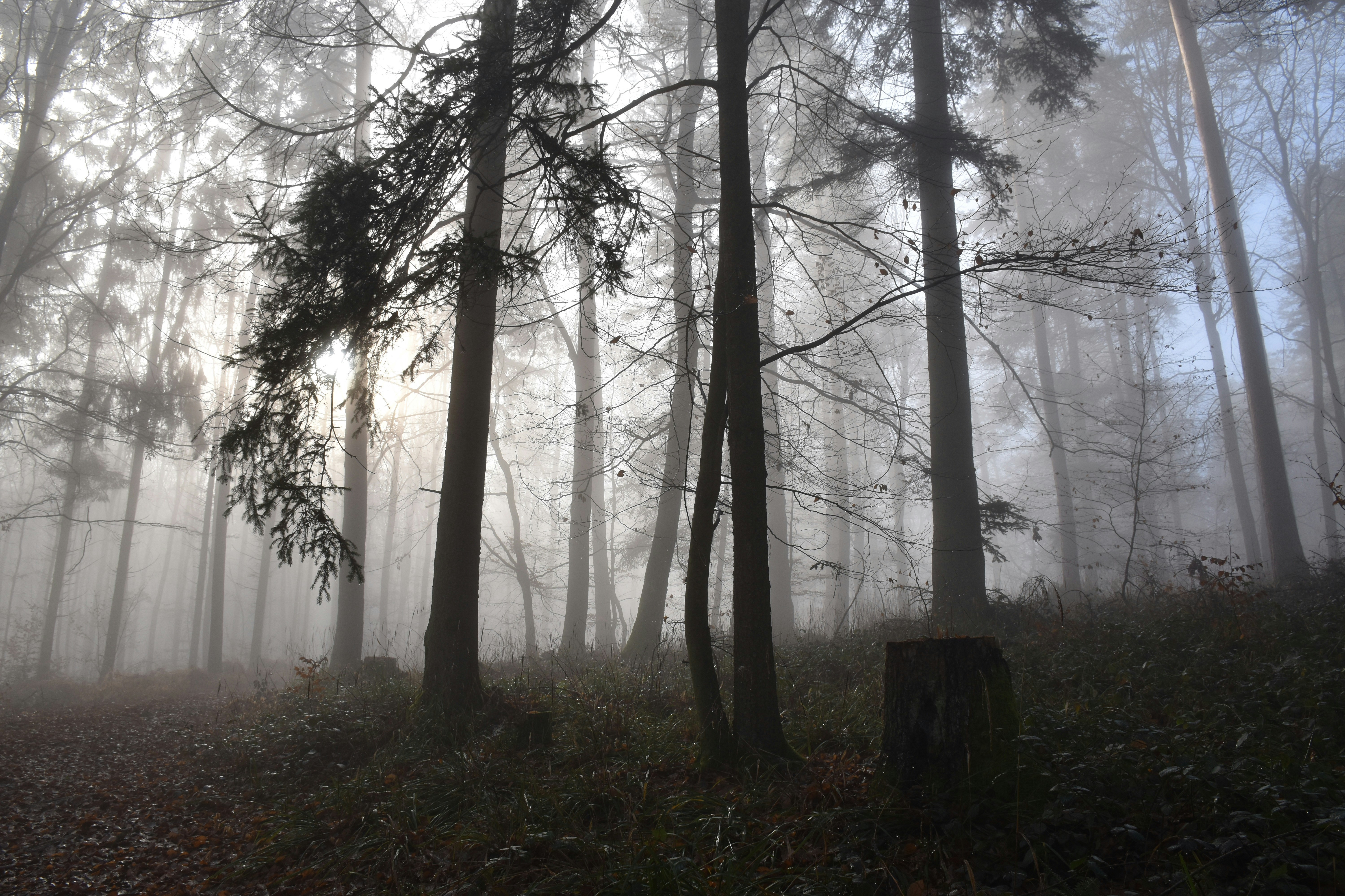 Fog-Laced Pines at the Edge of the Quiet Stump