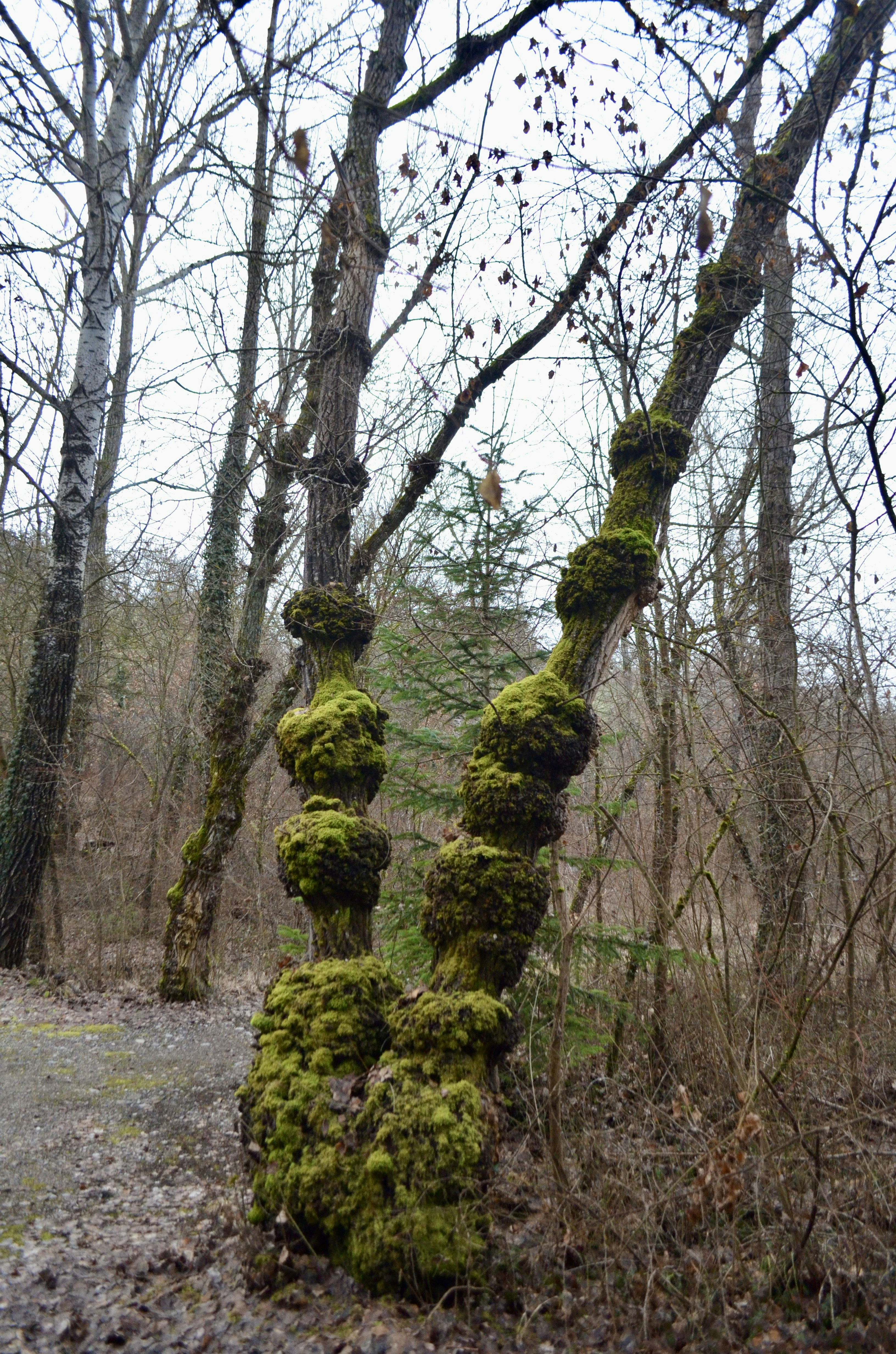 Moss-Crowned Beacons in a Quiet Forest Trail