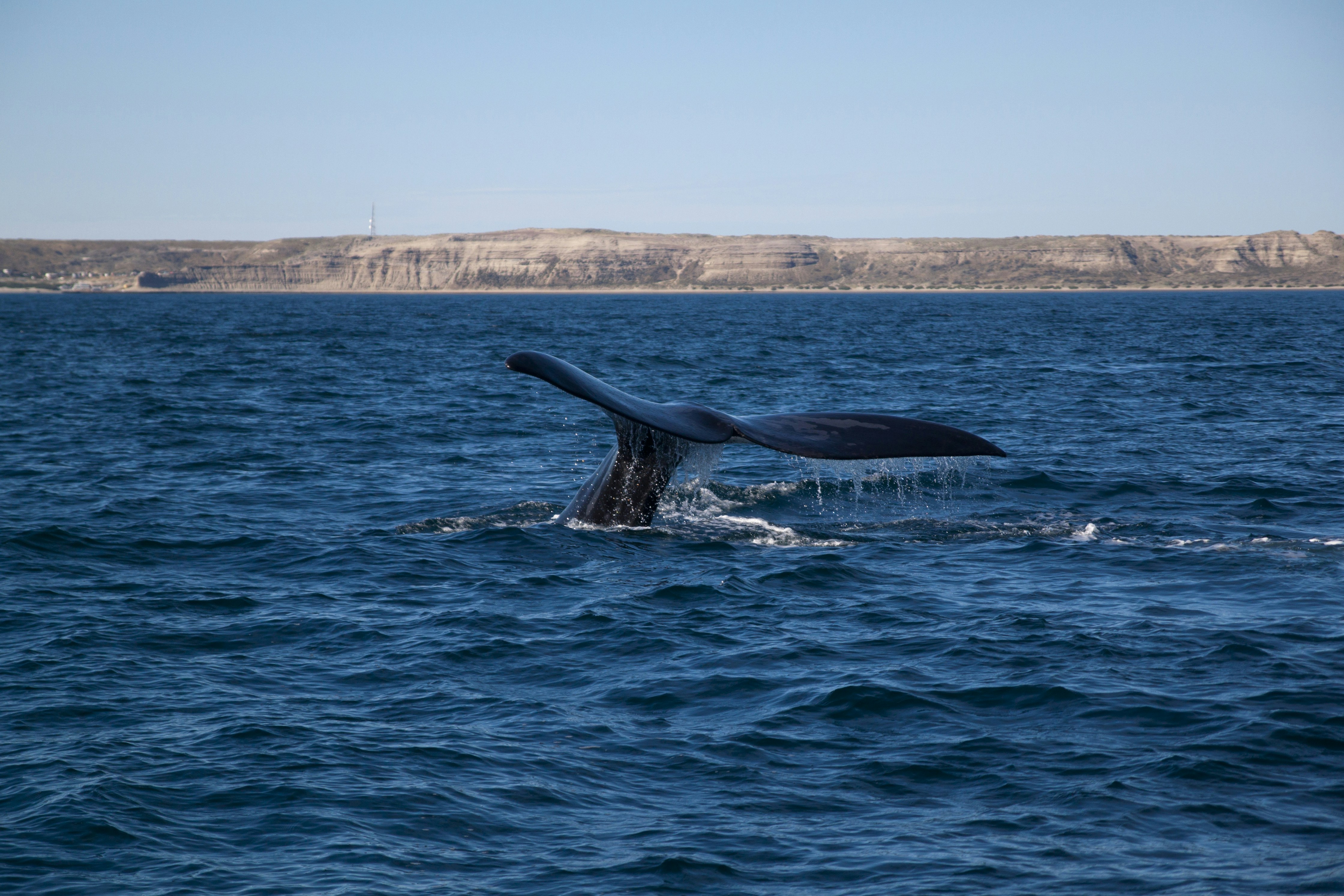 Emerald Horizon: Whale Tail Breaks the Ocean Plane