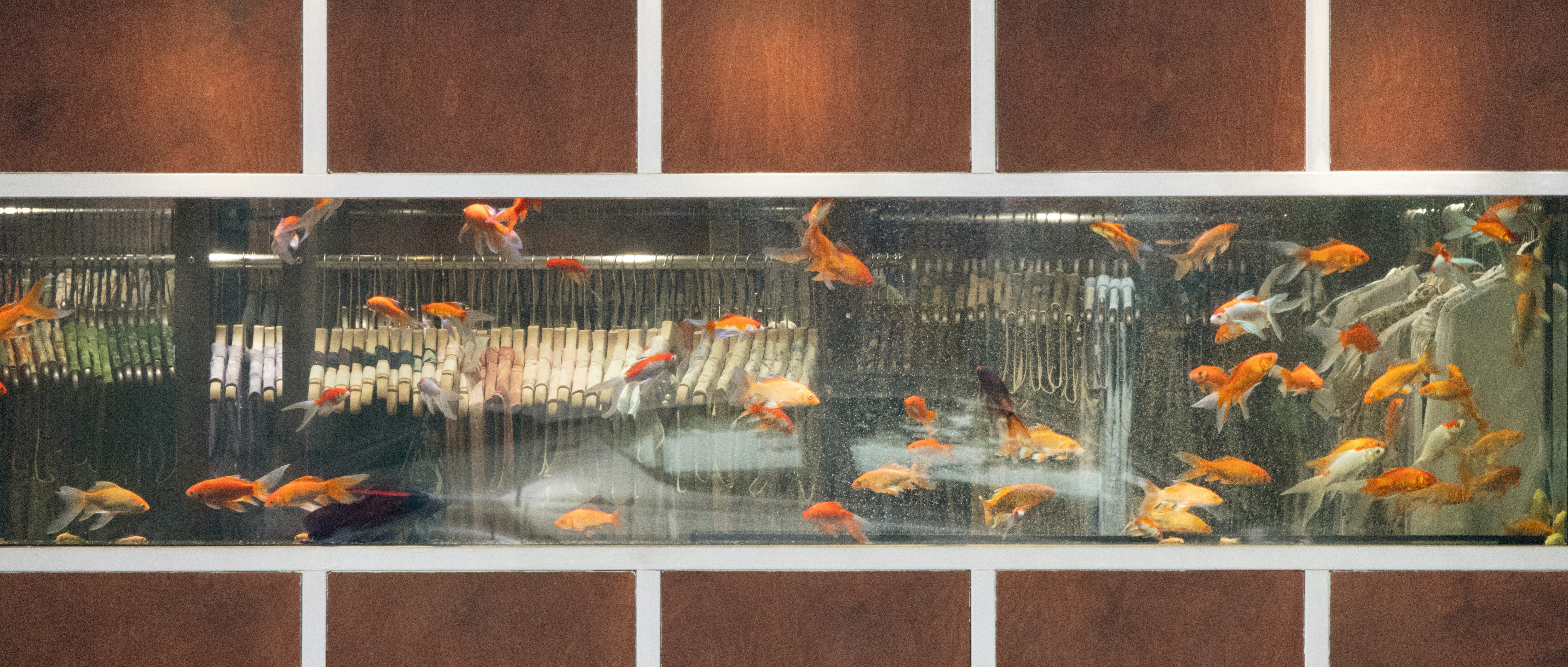 Silvery stream of goldfish through a tiled aquarium corridor