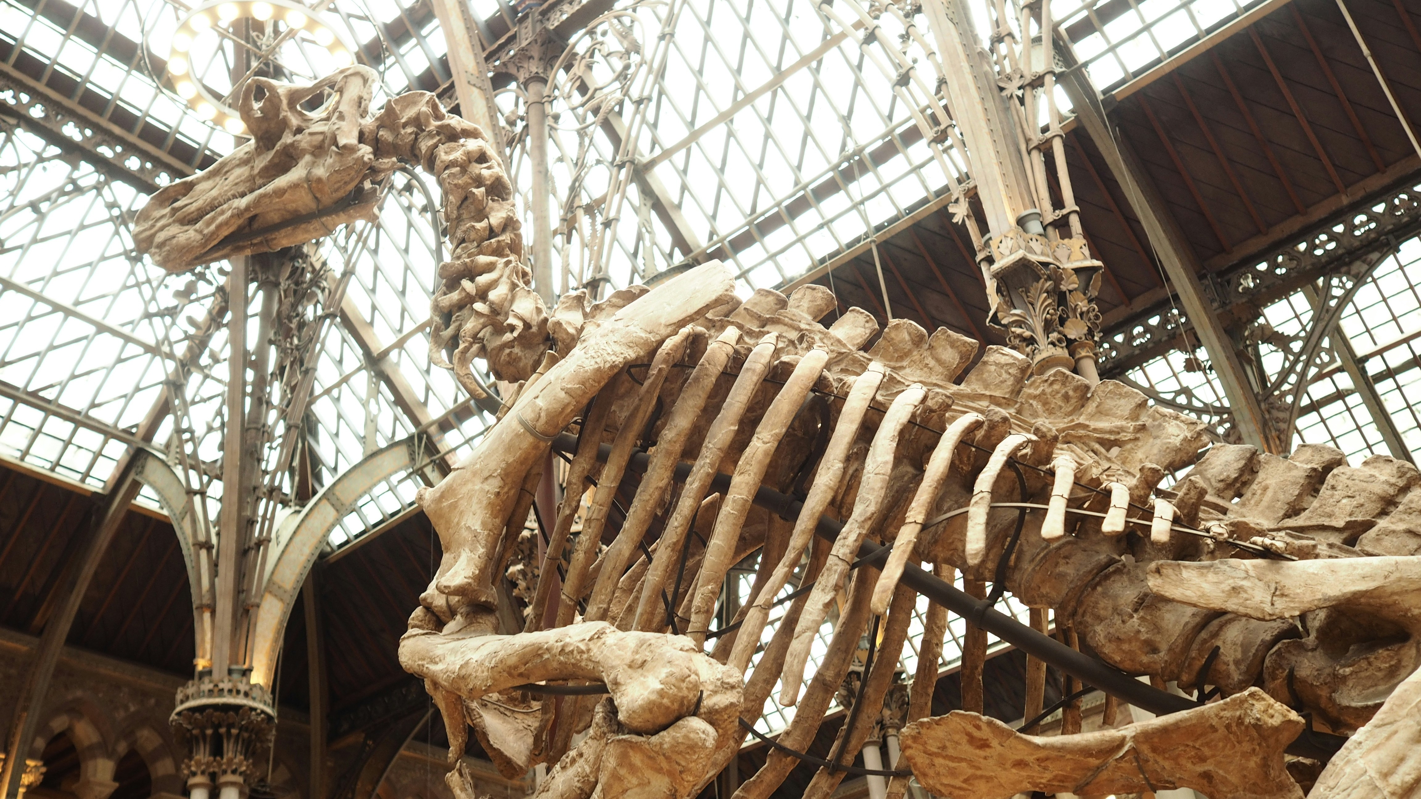 Giant Fossil Gaze: The Dinosaur Skeleton in Glass and Iron