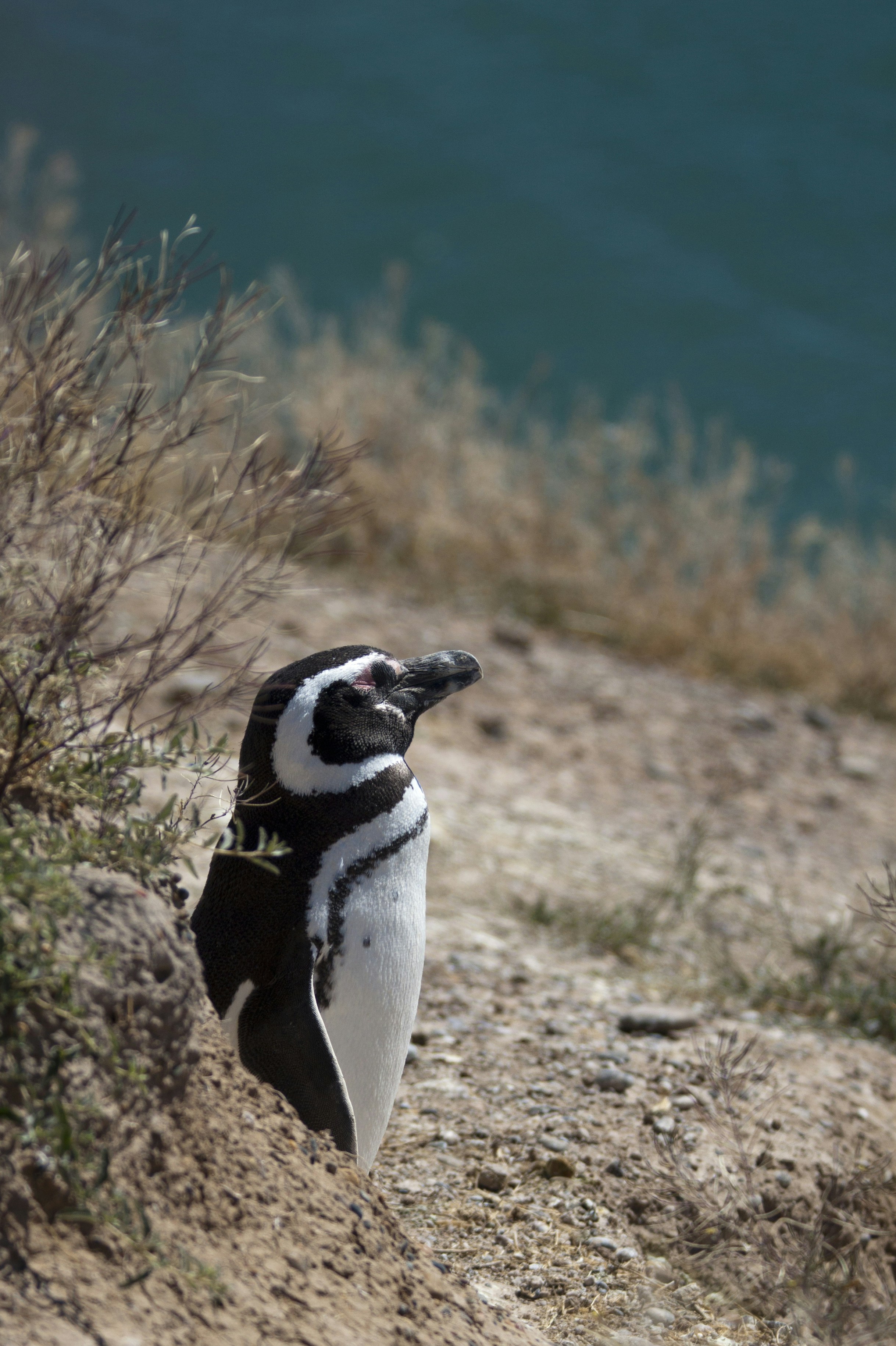 Gentle Penguin Peak: A solitary king near coastal scrub