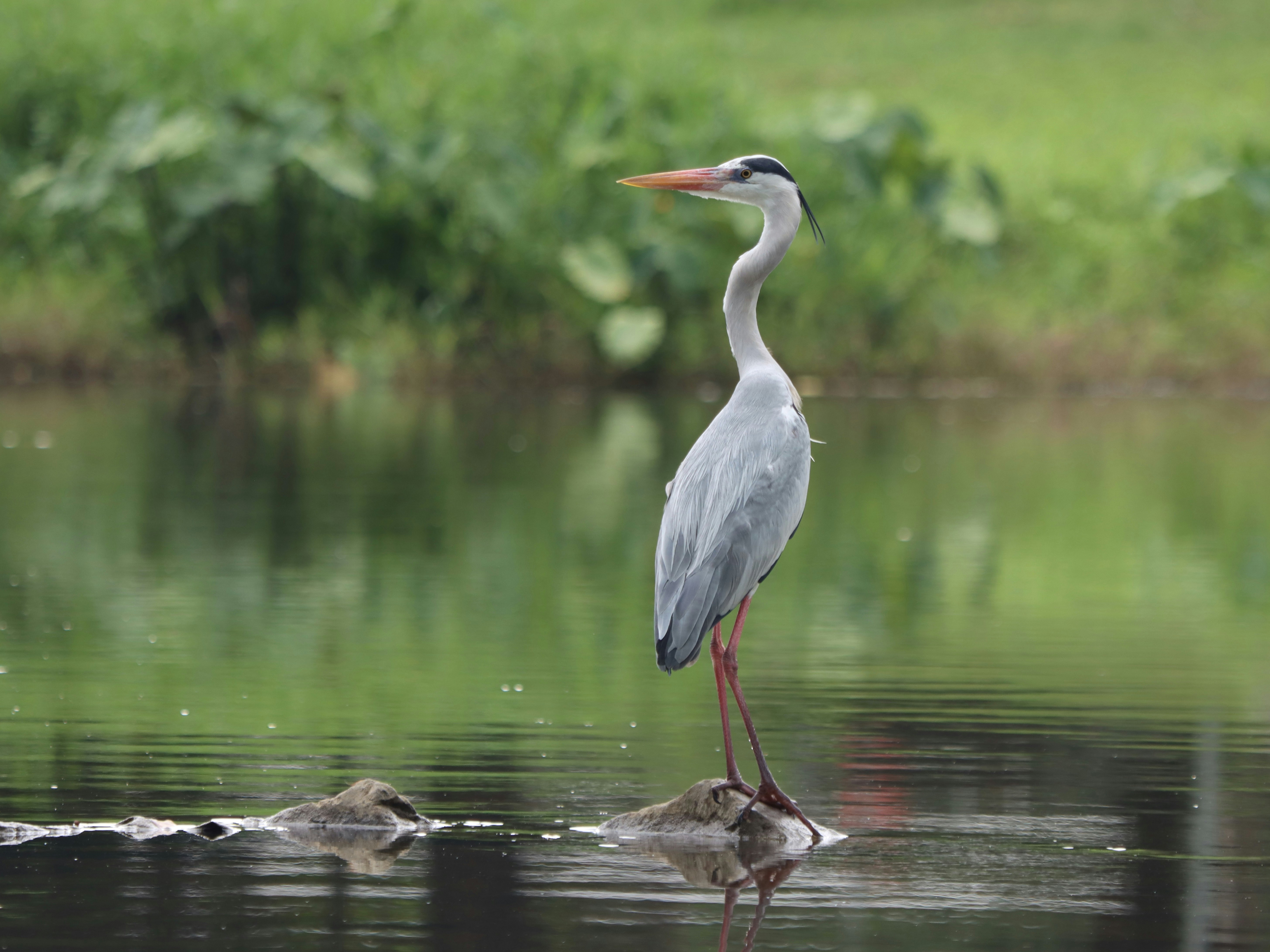 Heron on the River Steps: Quiet Focus by a Wading Stalwart