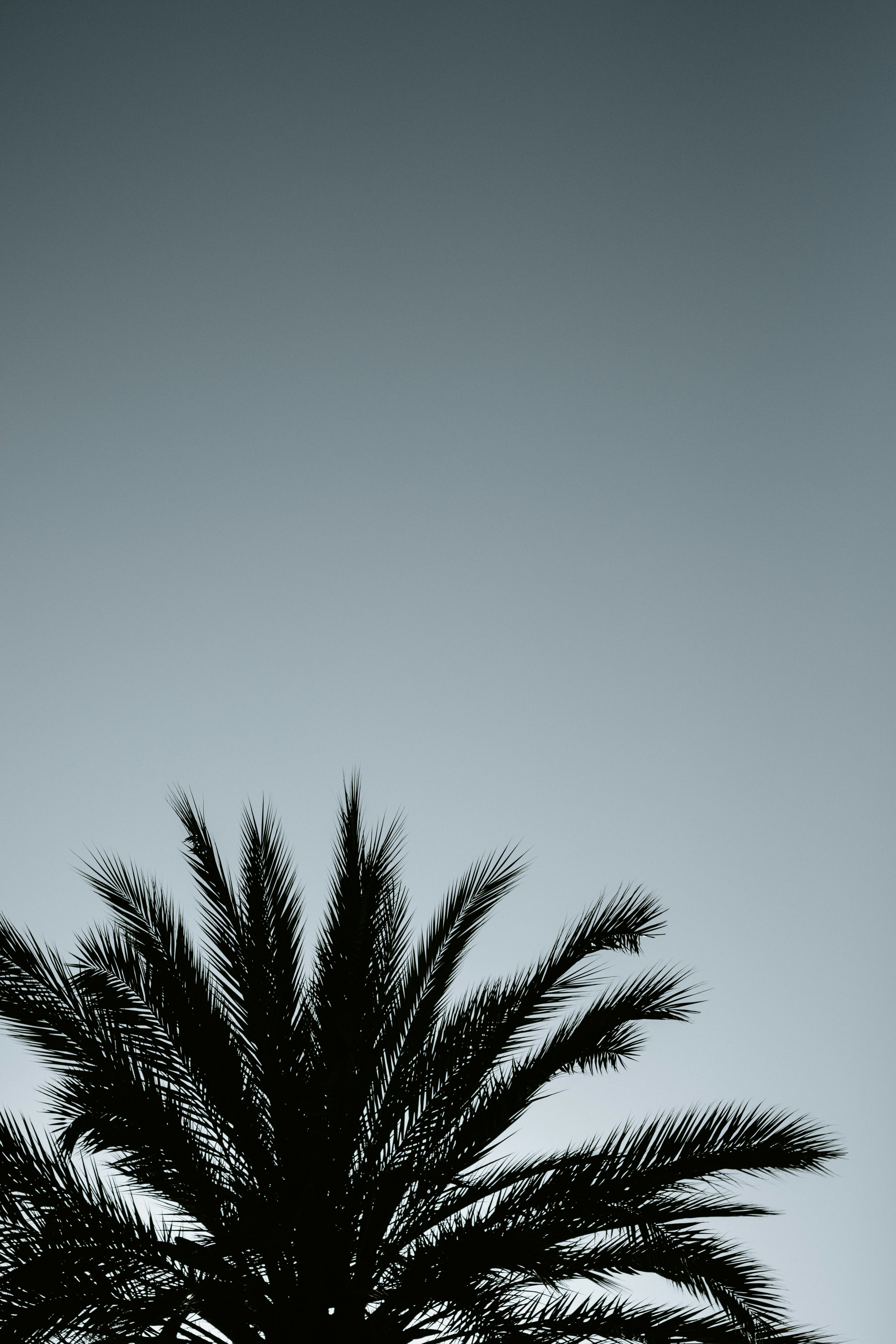 Silhouette of a Palm Crown Against a Desert Sky