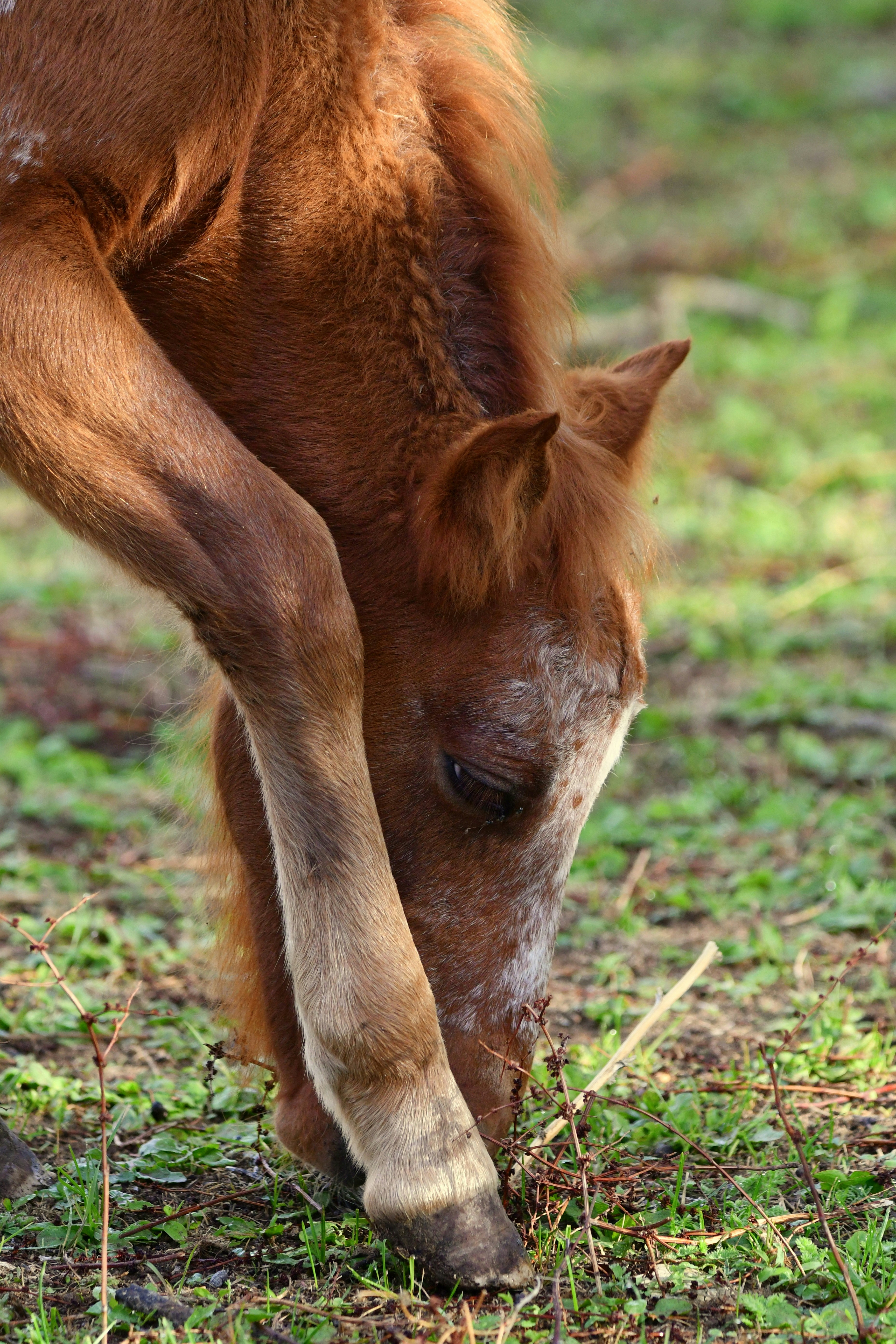 Nose-to-ground: grazing moments of a chestnut pony