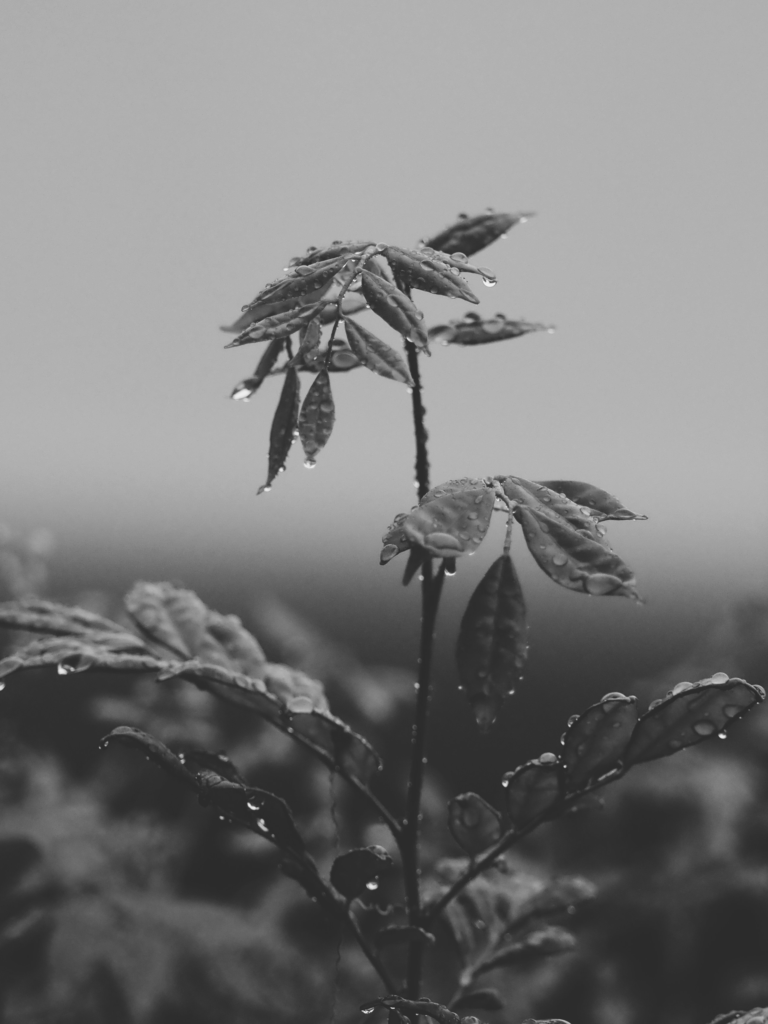 Young plant with dewdrops stands sharply in focus against a soft, blurred background; the image is a grayscale botanical close-up, highlighting texture and contrast.
